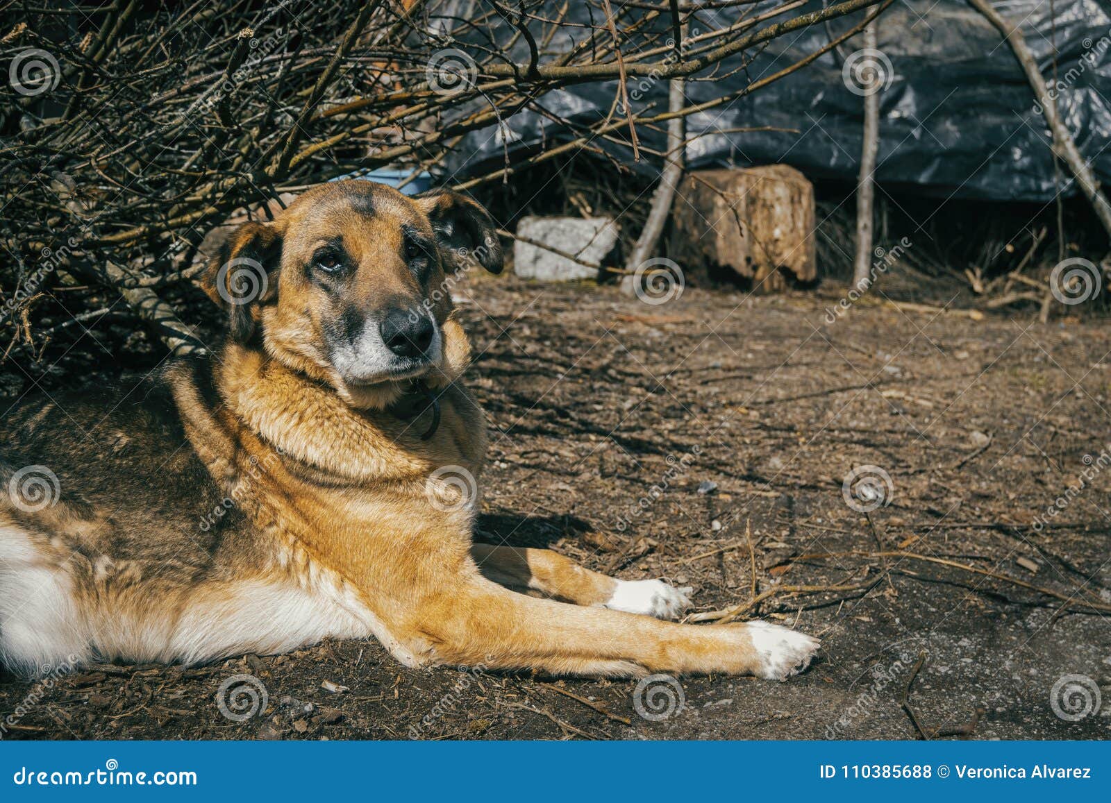 Un Perro Grande Sin La Raza Que Guarda Una Casa Foto de archivo ...