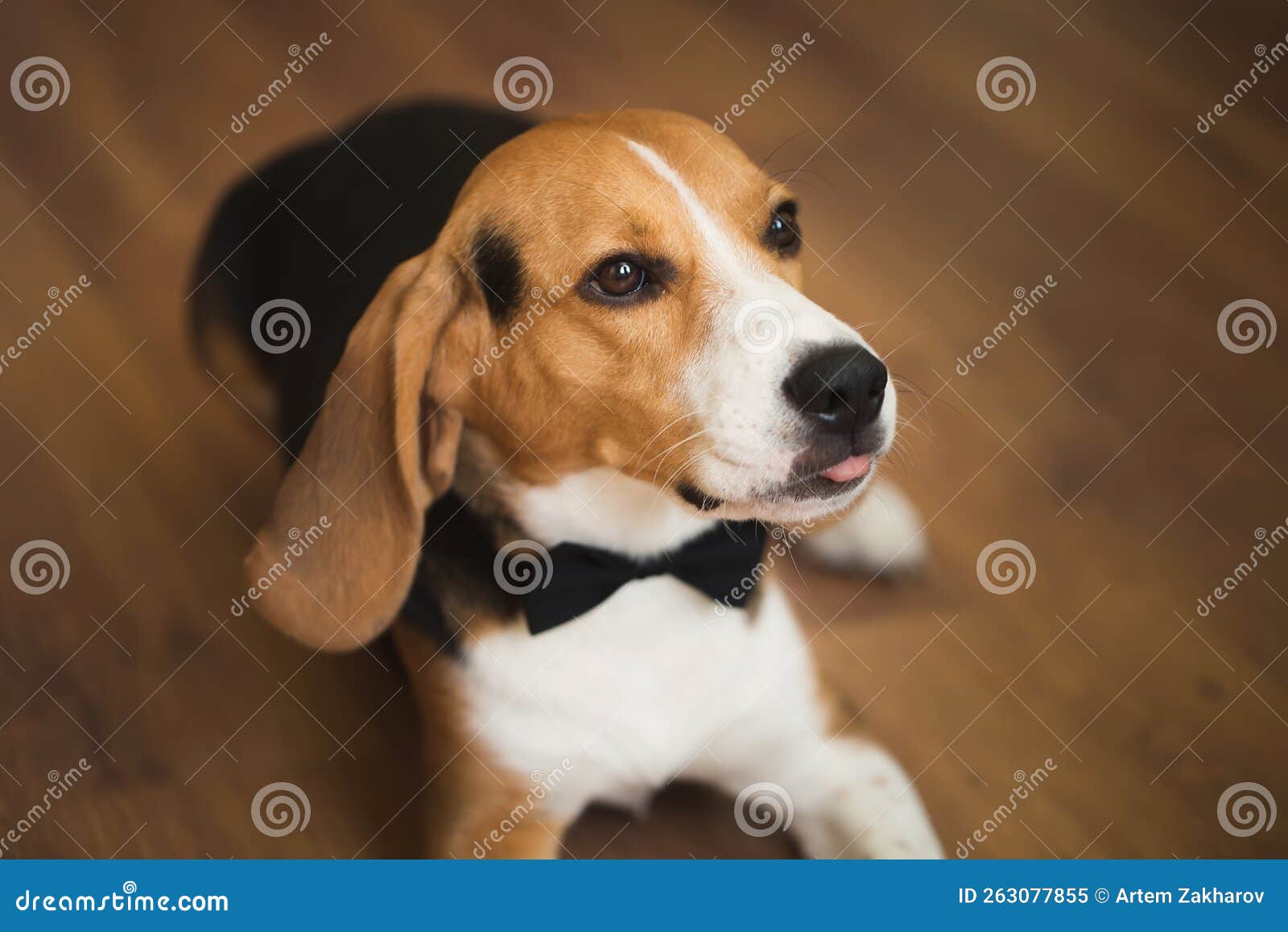 Un Perro Inteligente Con Corbata De Arco En Una Boda. Imagen de archivo ...