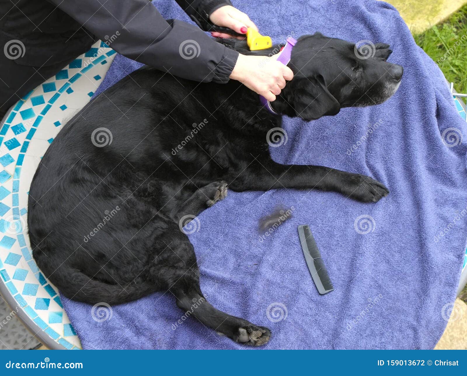 Un Perro Labrador Negro Siendo Manchado Foto de archivo - Imagen de ...
