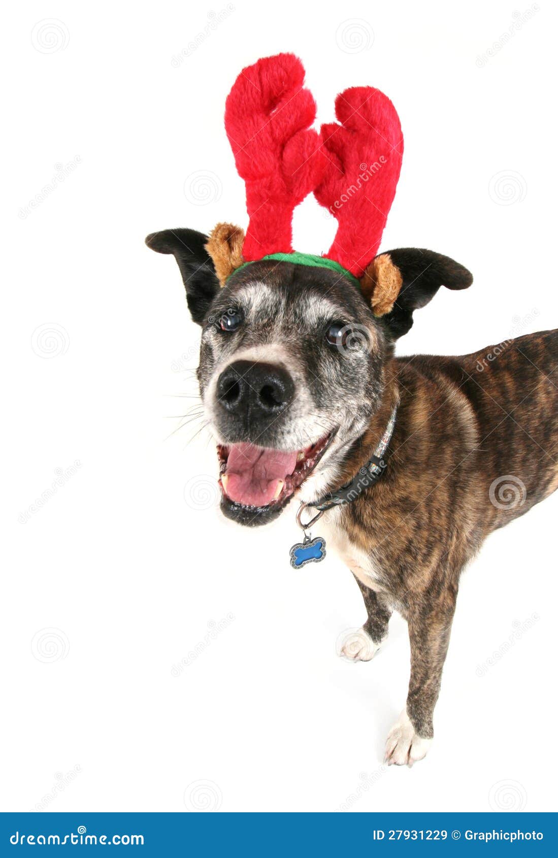 Un perro lindo en un traje imagen de archivo. Imagen de aislado - 27931229