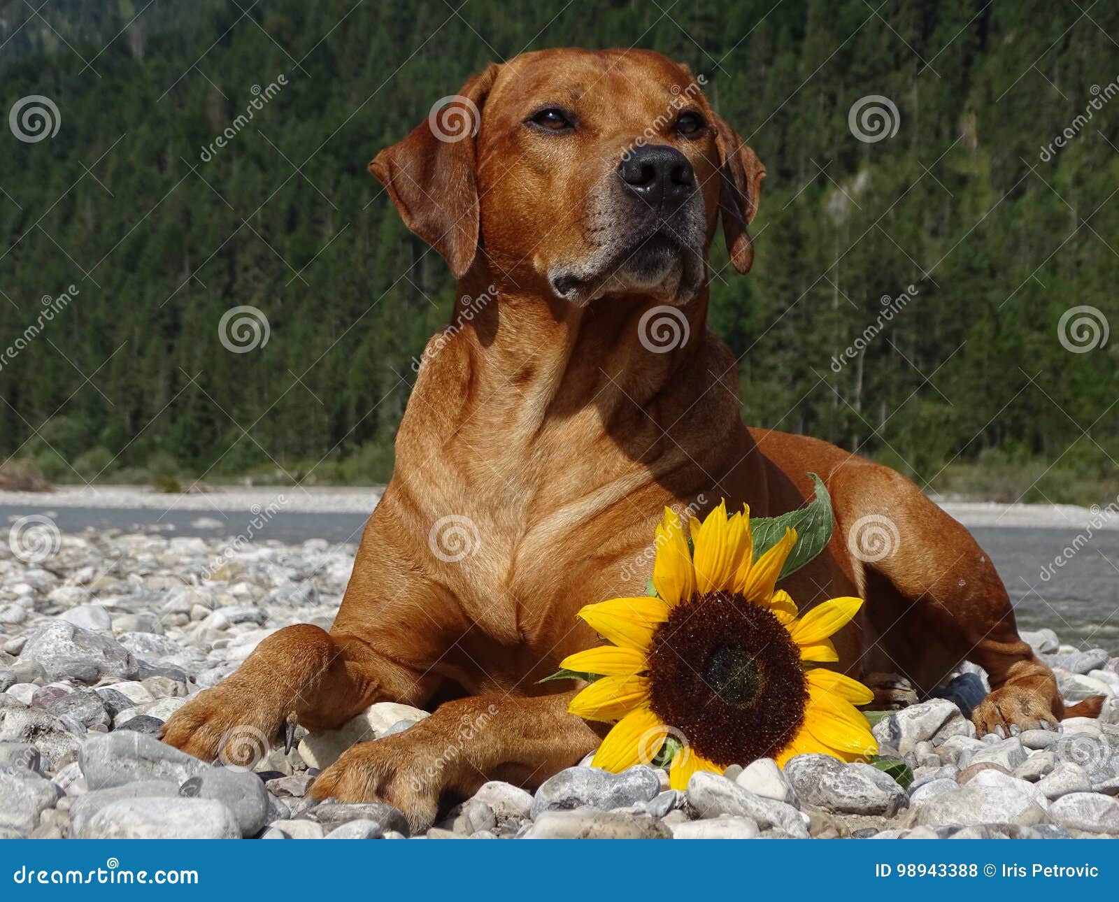 Un Perro, Ridgeback Rhodesian Con El Girasol Foto de archivo - Imagen ...