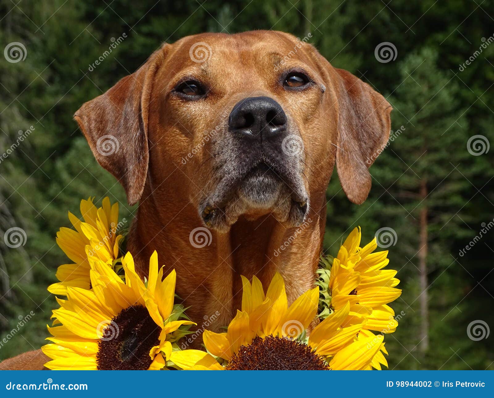 Un Perro, Ridgeback Rhodesian Con Los Girasoles Foto de archivo ...