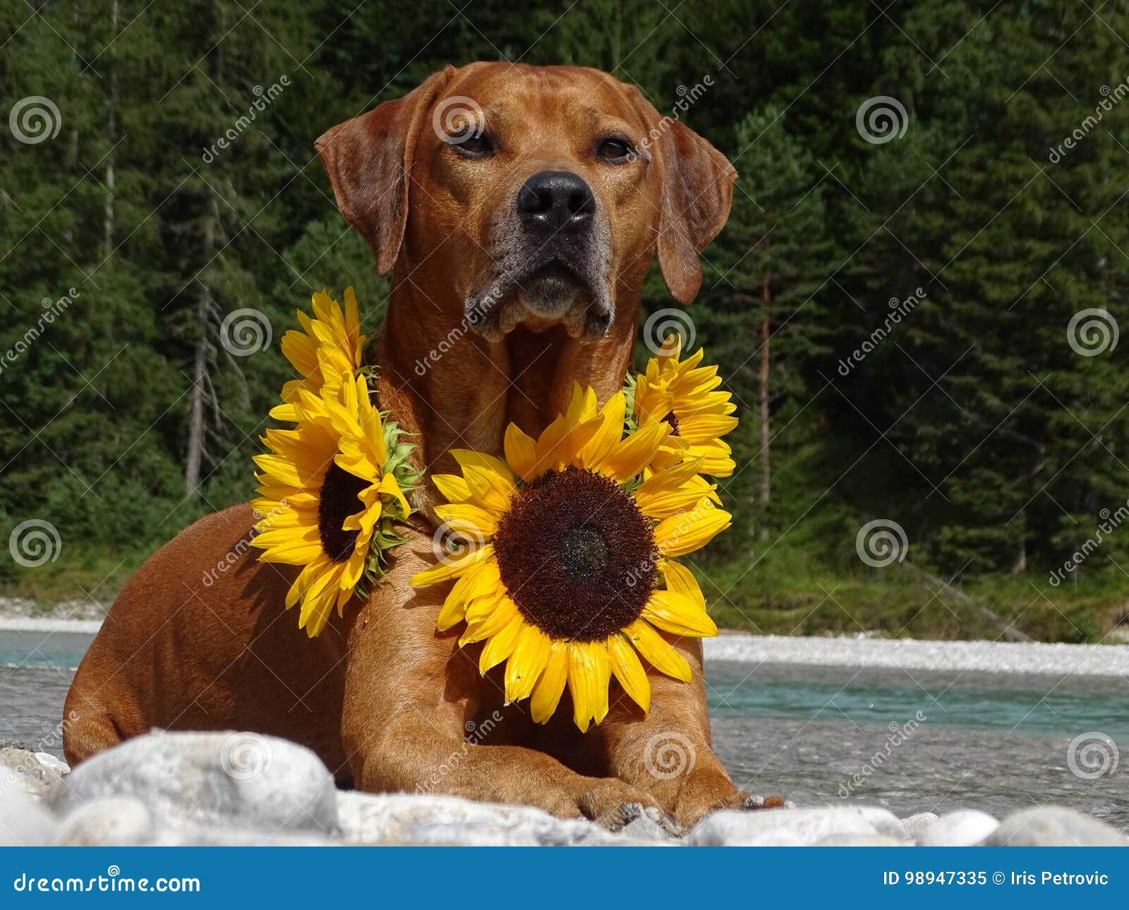 Un Perro, Ridgeback Rhodesian Con Los Girasoles Imagen de archivo ...