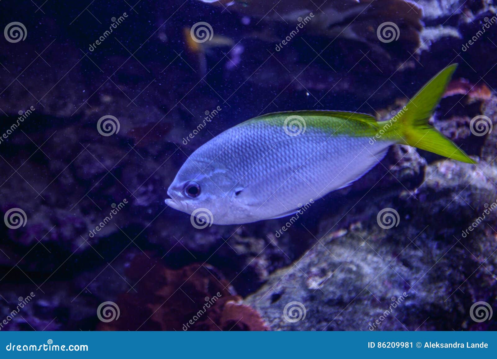 Un pesce blu nell'acquario immagine stock. Immagine di corallo - 86209981