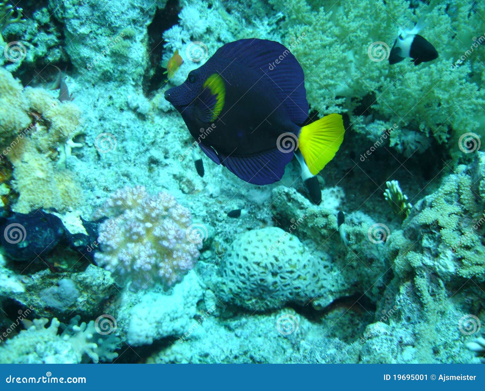 Un Pesce Blu a Sharm El Sheikh, Egitto Immagine Stock - Immagine di ...