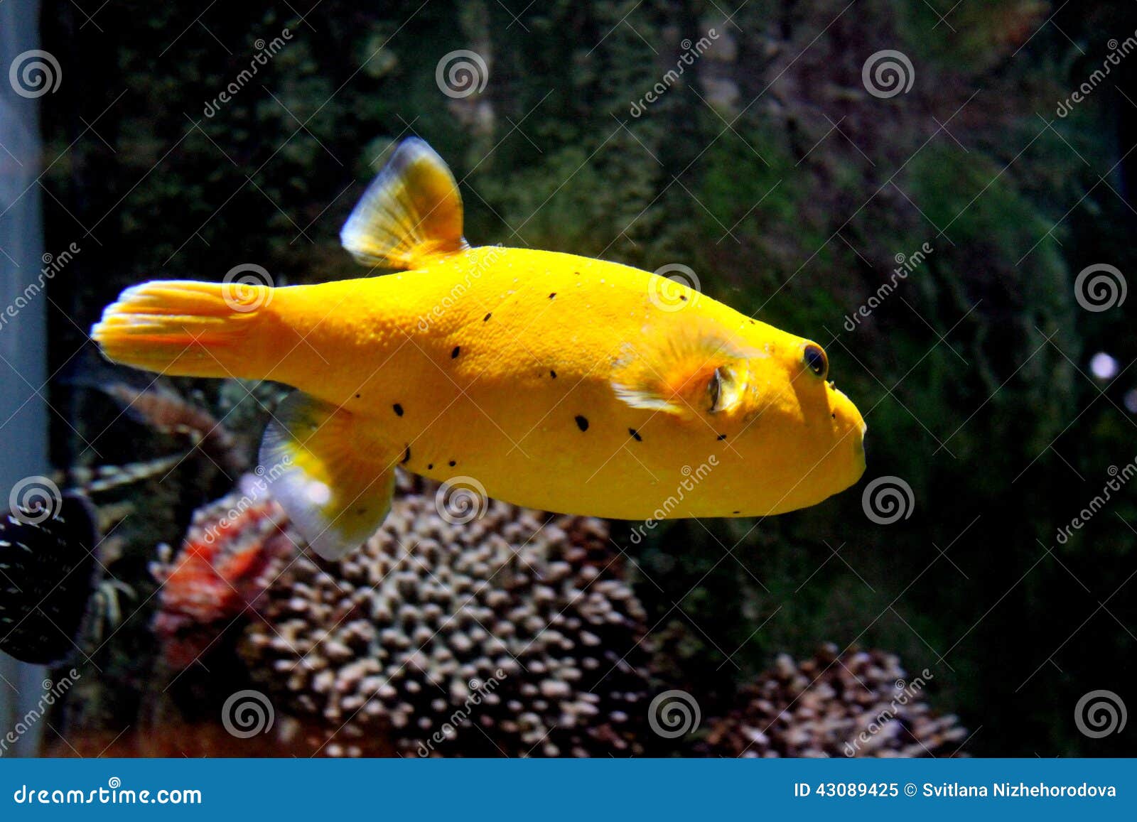 Un Pesce Giallo Nell'acquario Immagine Stock - Immagine di saltwater ...