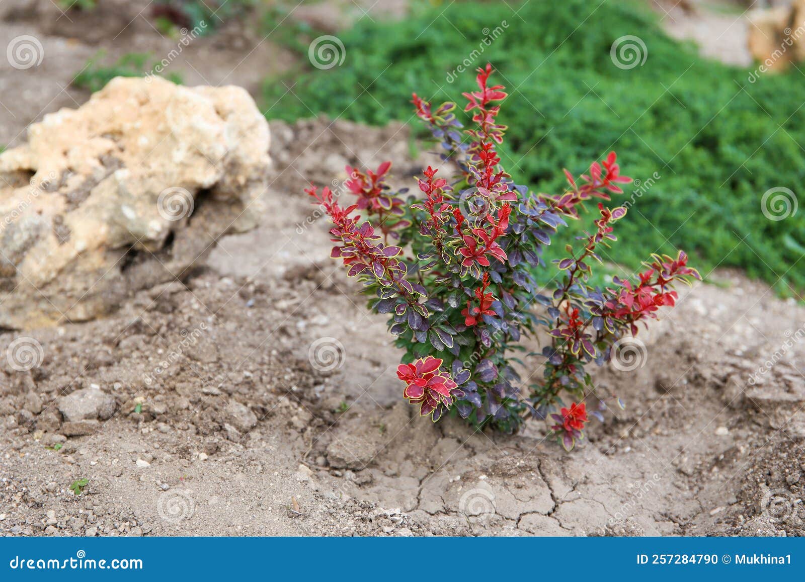 Un Petit Buisson De Canneberges Aux Feuilles Rouges Photo stock - Image ...