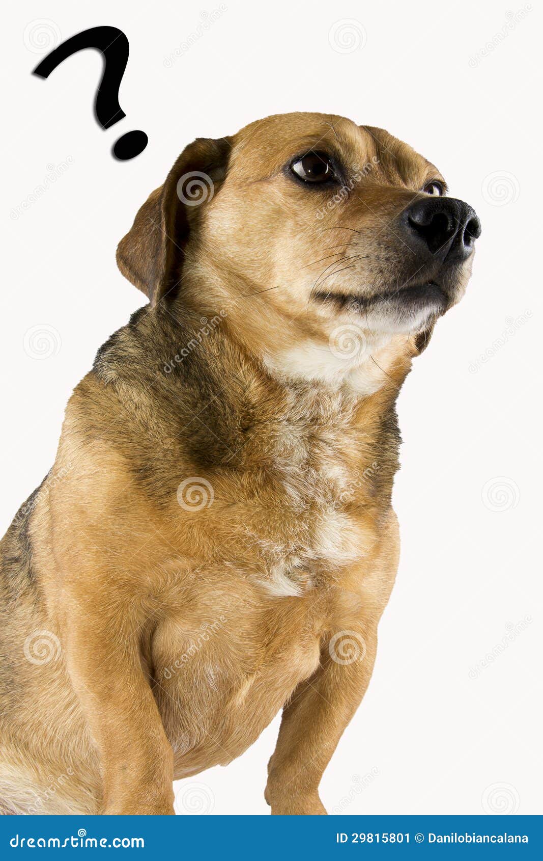 Chien perplexe image stock. Image du mammifère, point - 29815801