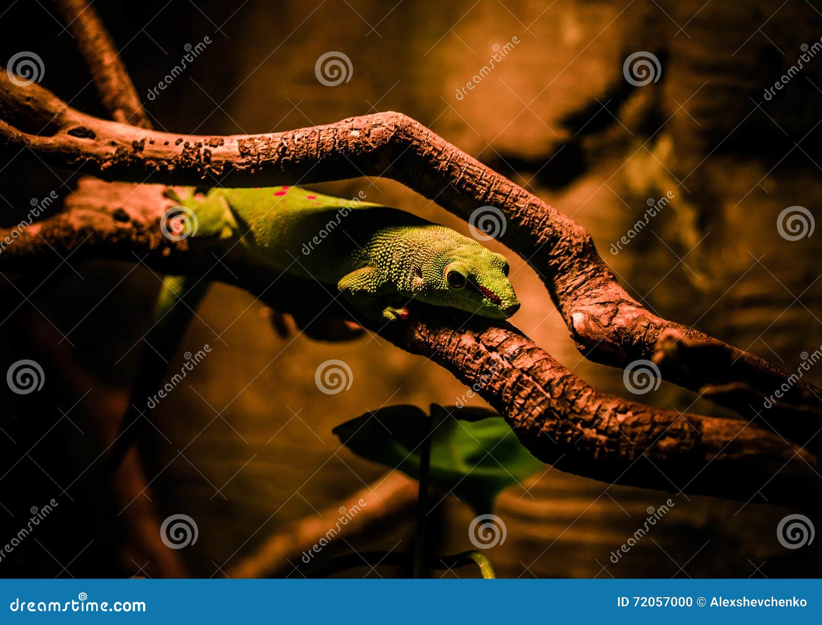 Un petit gecko photo stock. Image du sauvage, bain, curieux - 72057000