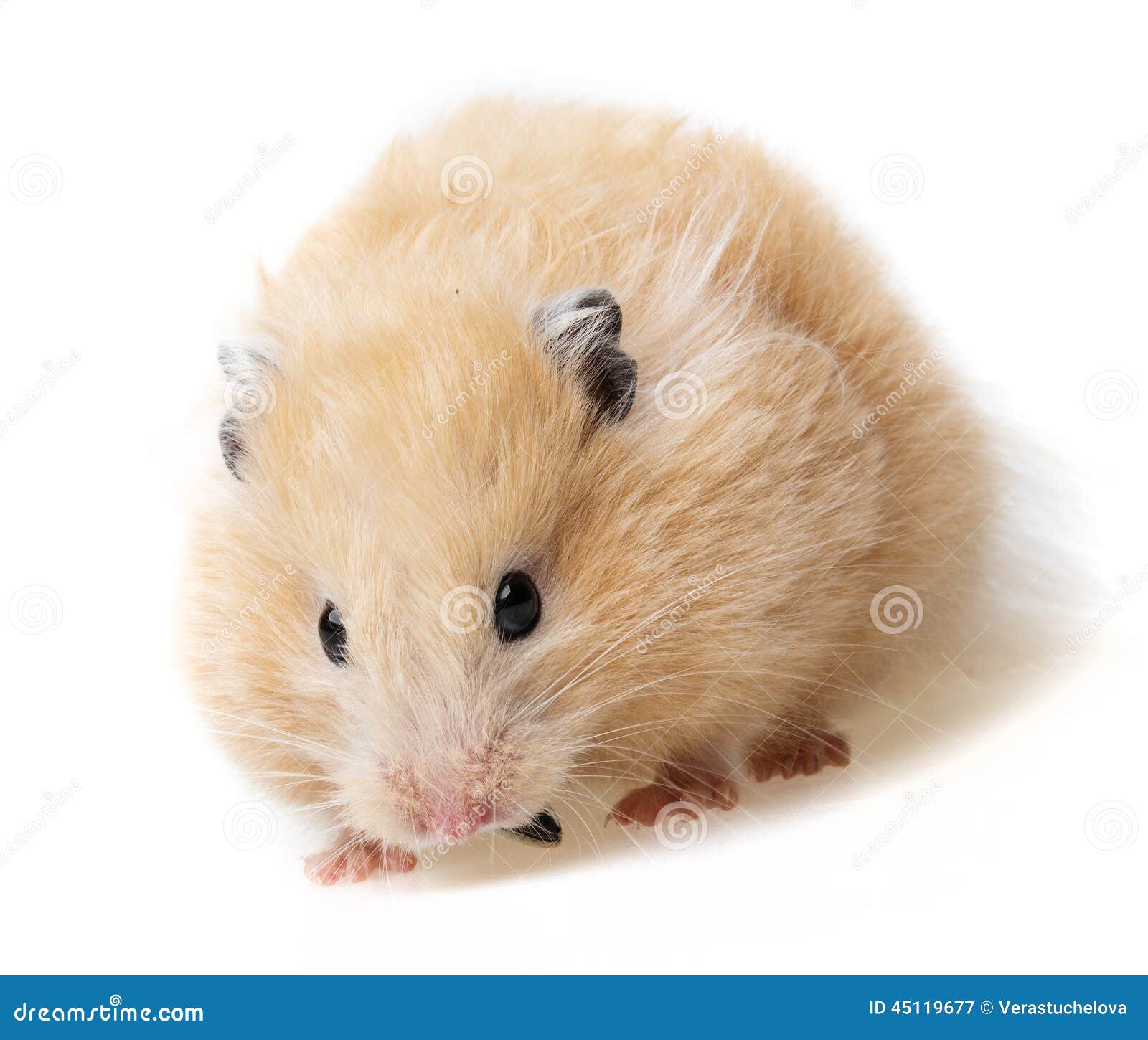 Un petit hamster mignon image stock. Image du surprendre - 45119677