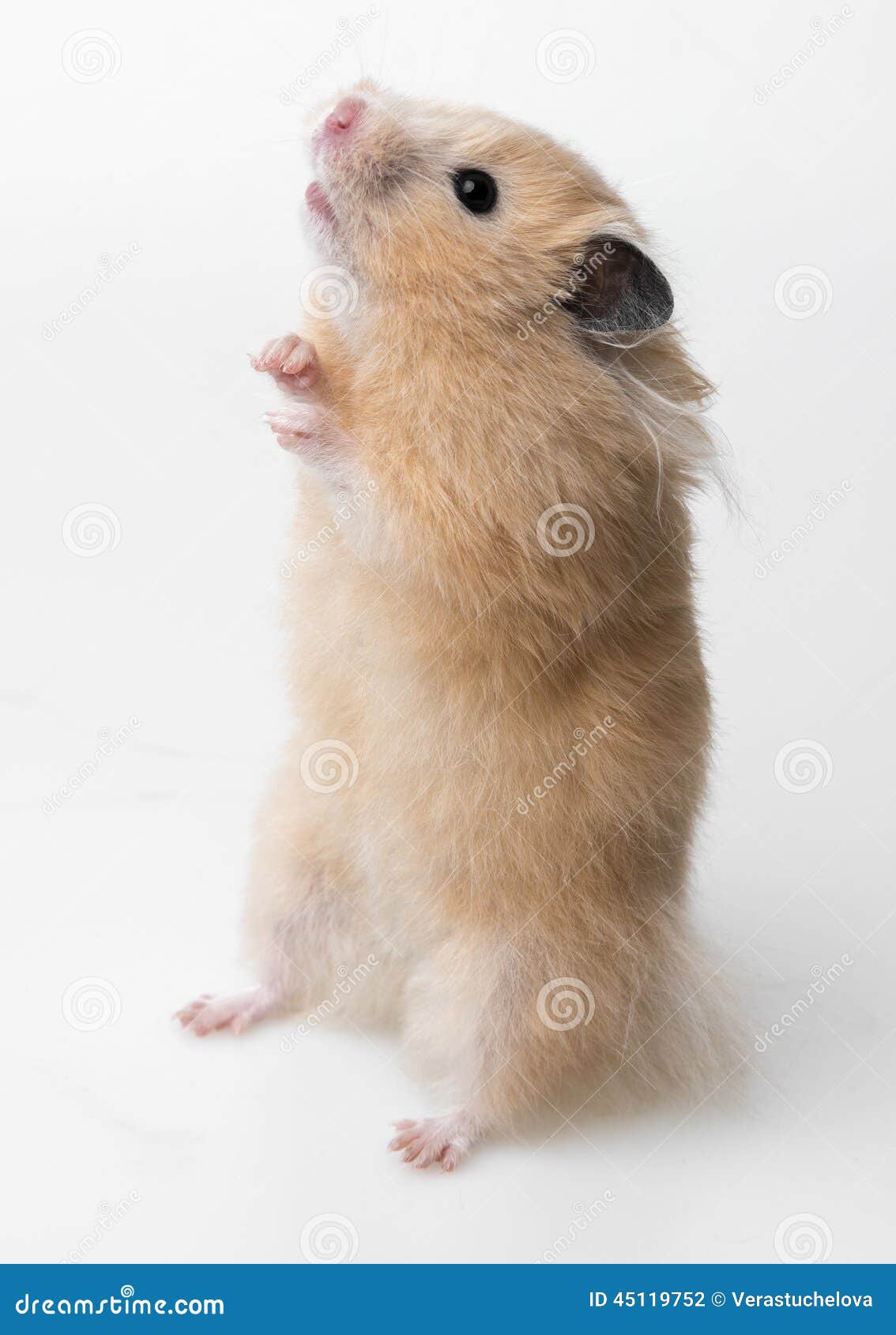 Un petit hamster mignon photo stock. Image du soin, jeune - 45119752