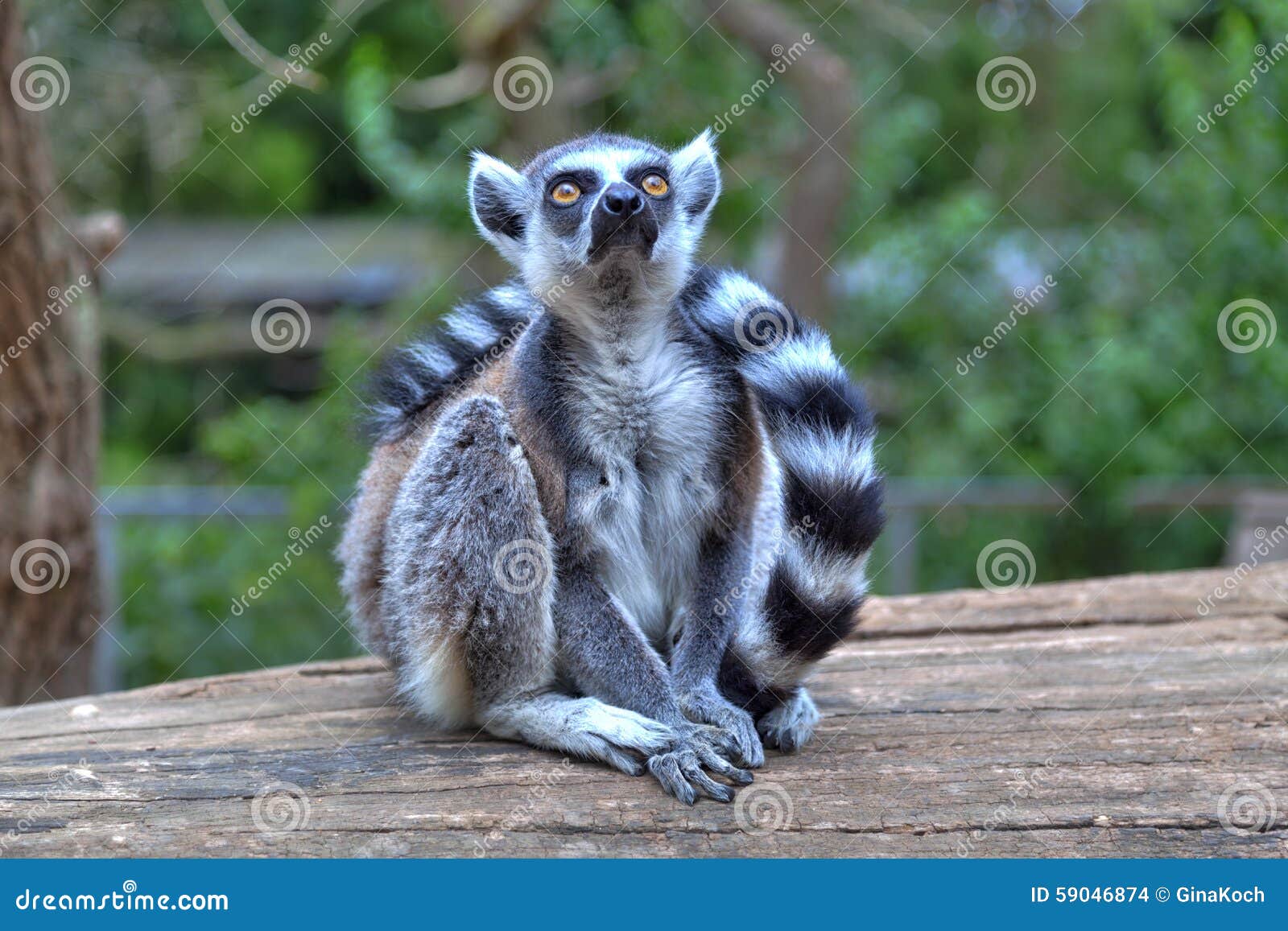 Un Petit Lémur Avec Une Longue Queue Rayée Photo stock - Image du ...