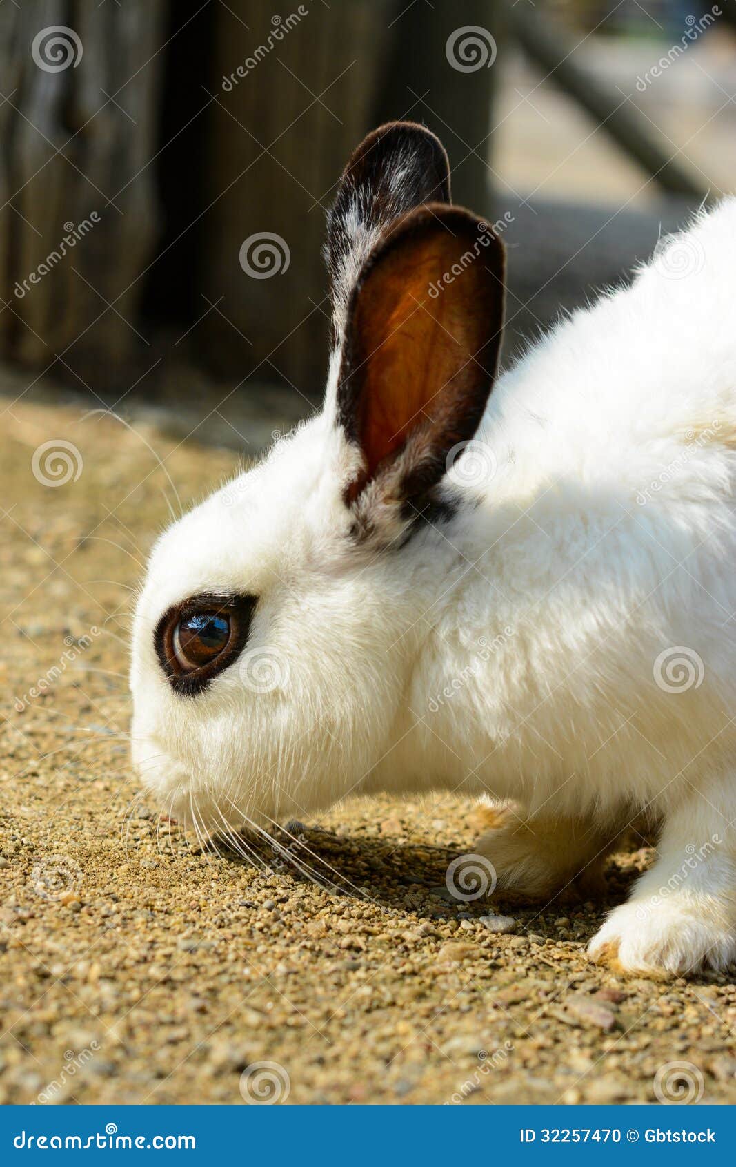 Un Petit Lapin Blanc Mignon. Photo stock - Image du parasite, pelucheux ...