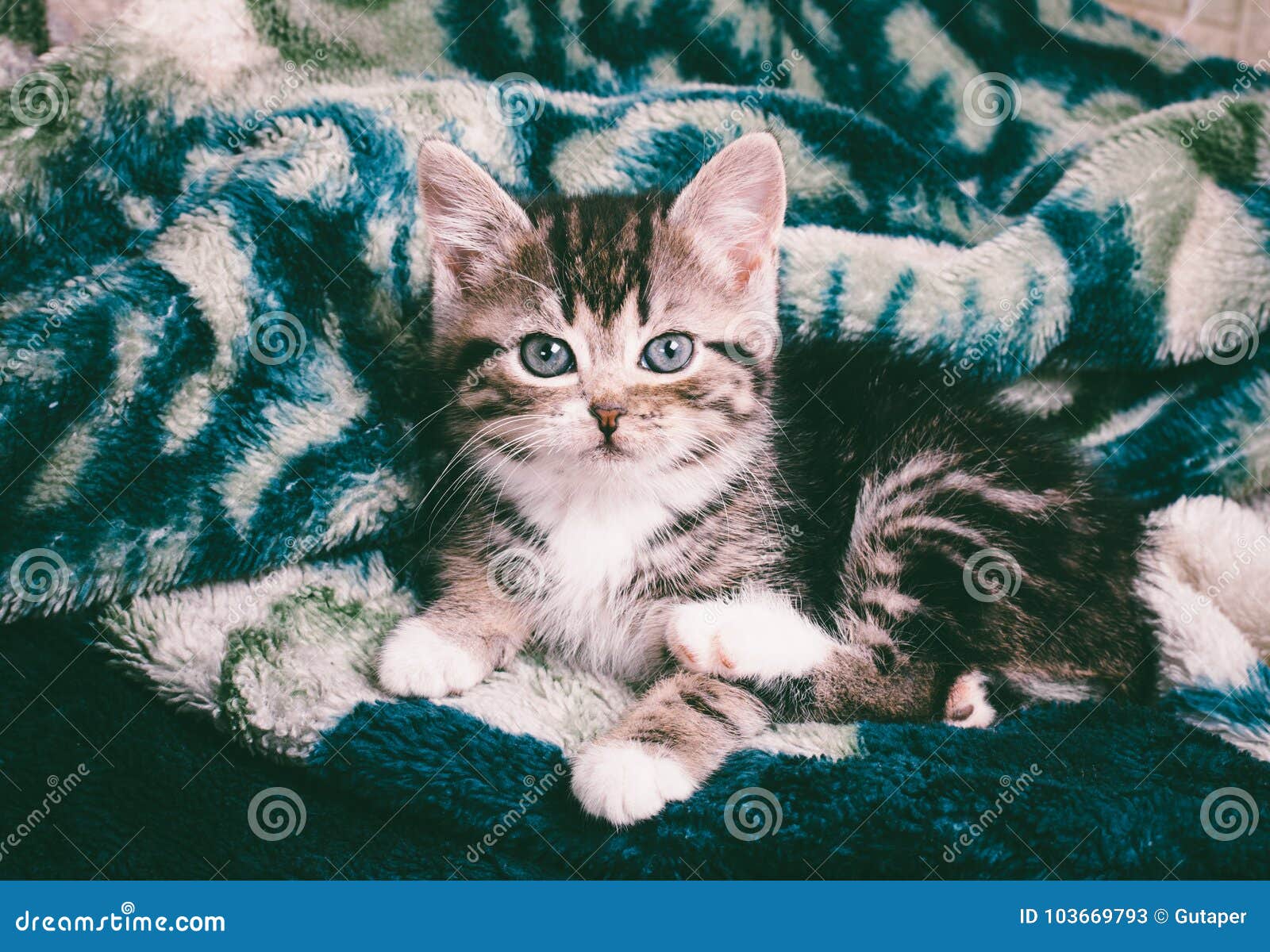 Un Petit Minou Mignon Sur Le Plaid Vert Image stock - Image du ...