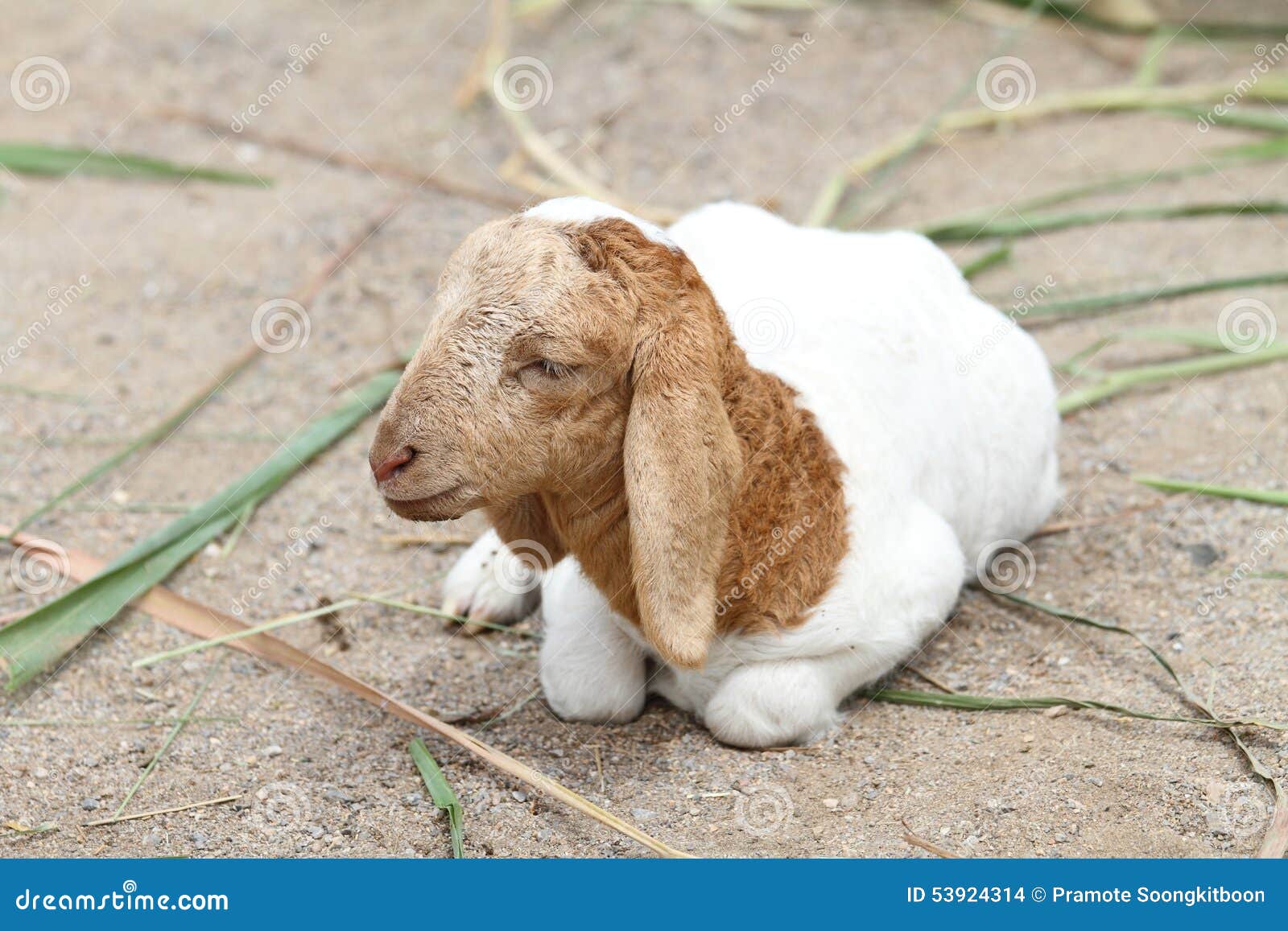 Un petit mouton photo stock. Image du mammifère, jeune - 53924314