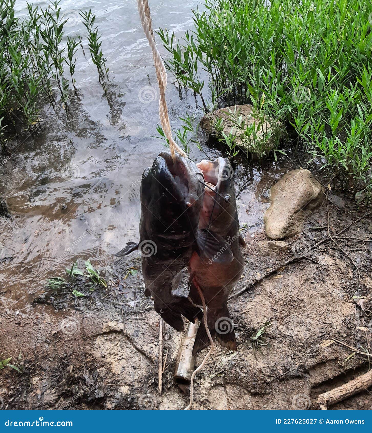 Un Pez De Dos Peces Peces Azul Imagen de archivo - Imagen de pescados ...