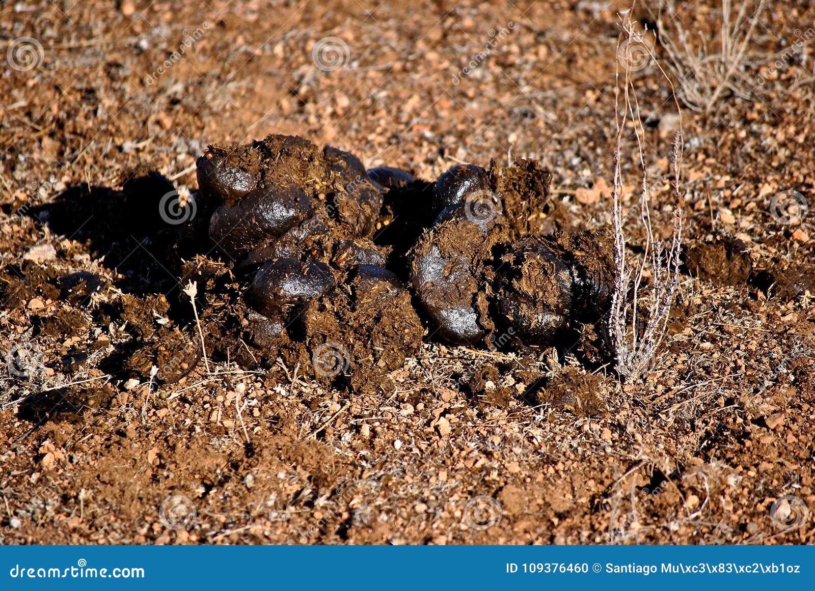 immagini di riserva di Pezzo Di Merda - la sovranità di download 8 ...