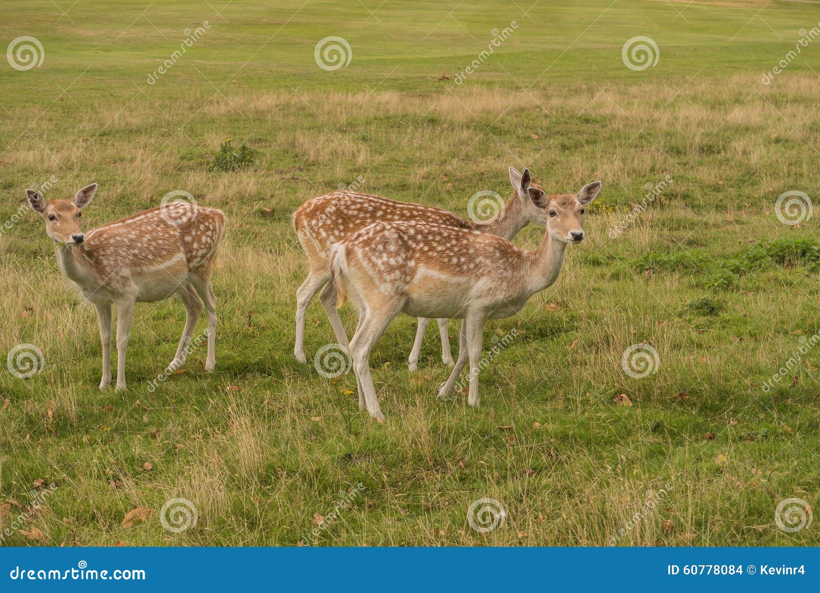 Un piccolo gruppo di daini fotografia stock. Immagine di erba - 60778084