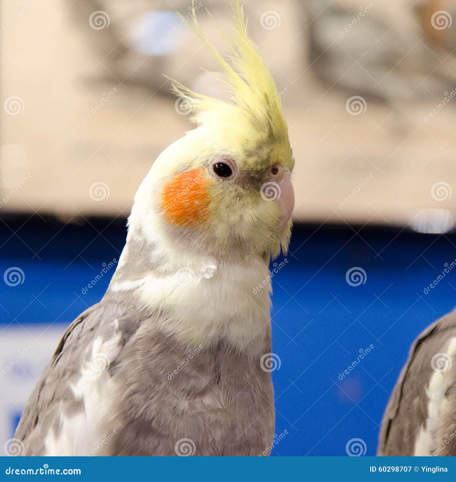 Un Piccolo Pappagallo Giallo Sveglio Immagine Stock - Immagine di nave ...