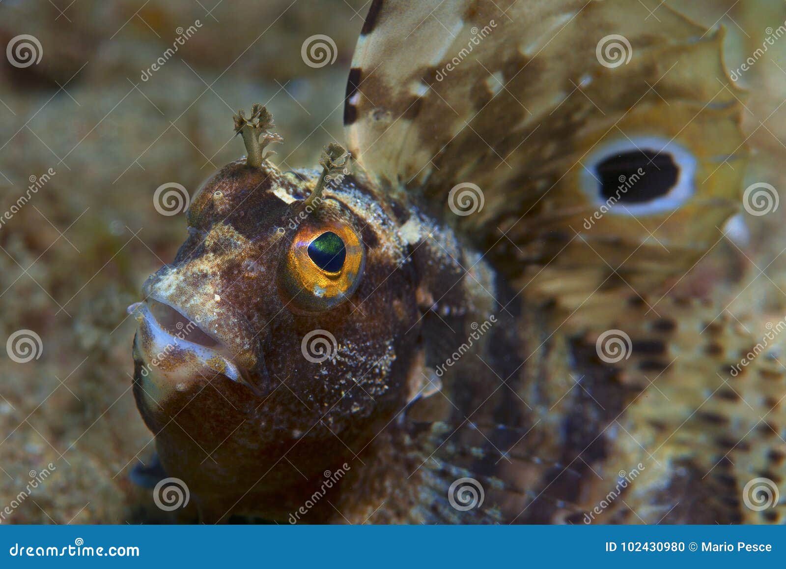 Un Piccolo Pesce Esce Sulla Roccia Fotografia Stock - Immagine di ...