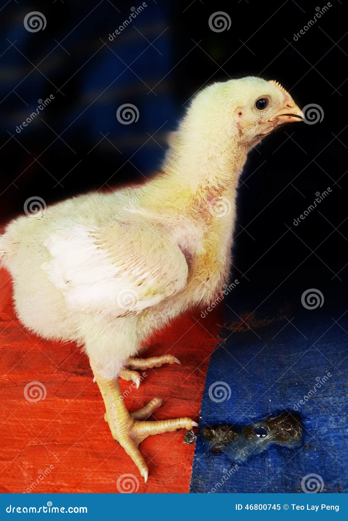 Un piccolo pollo immagine stock. Immagine di pollo, animale - 46800745