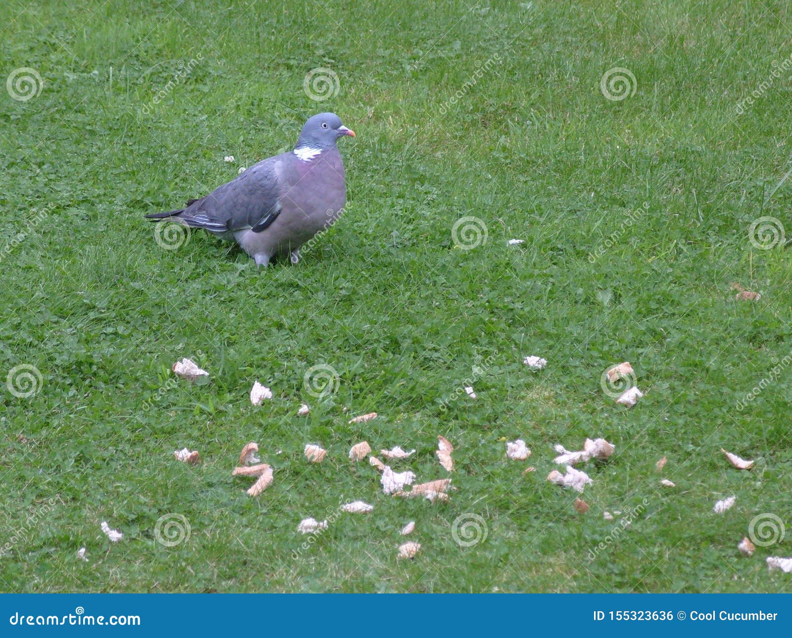 Un Pigeon a L'embarras Du Choix Pour Manger Photo stock - Image du ...