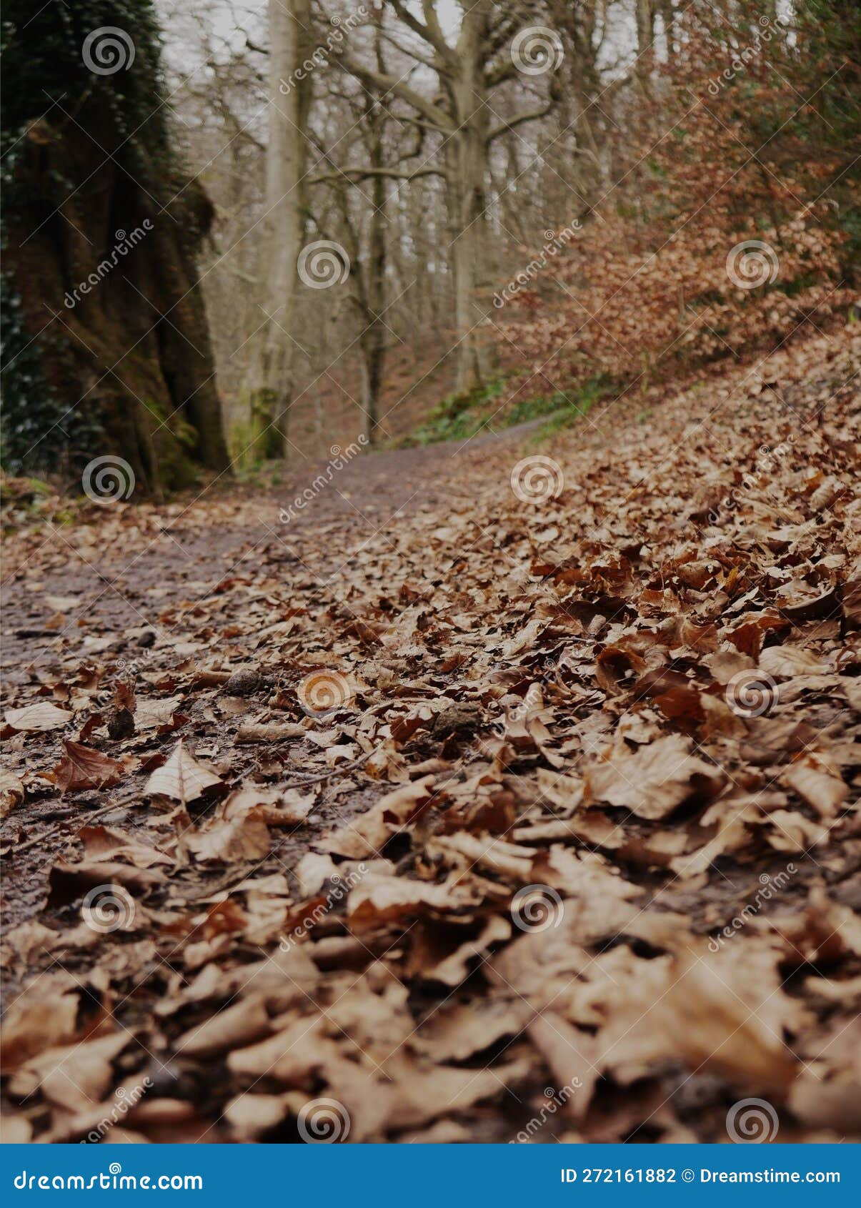 Un Plan Vertical D'un Sol Forestier Recouvert De Feuilles Brunes Photo ...