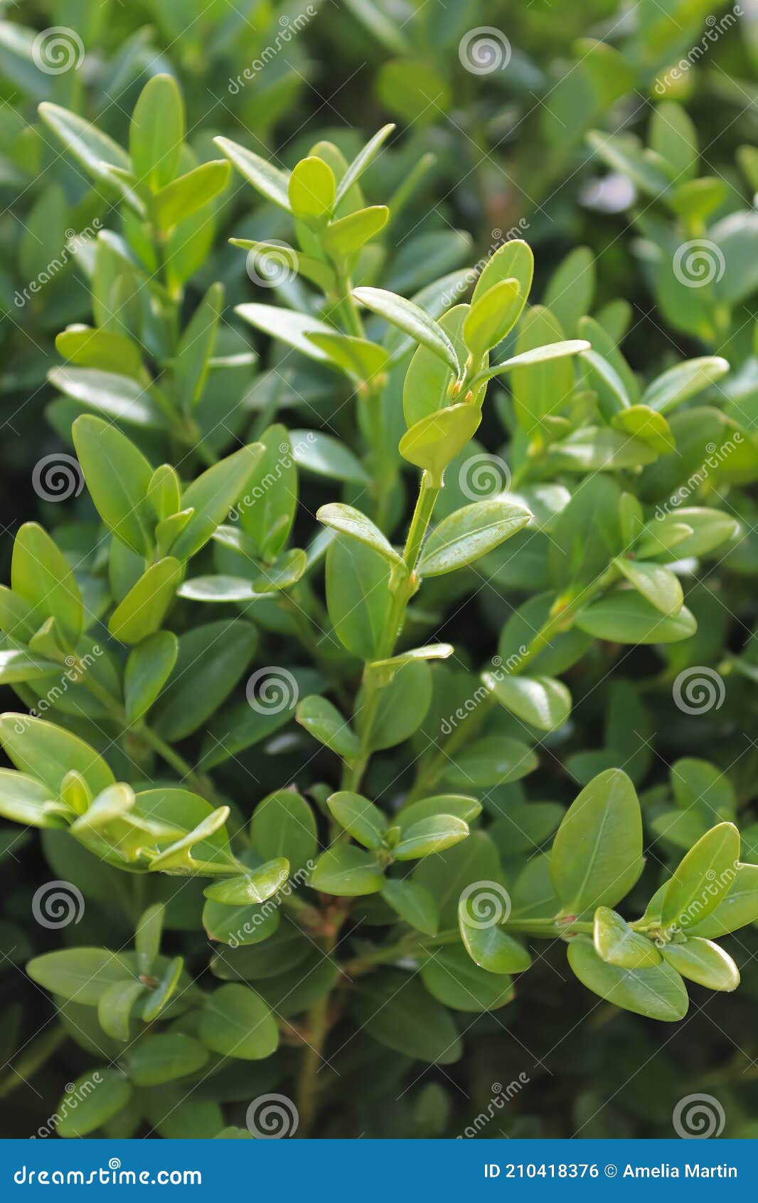 Un Plan Vertical De Branches De Buis Vertes Photo stock - Image du ...