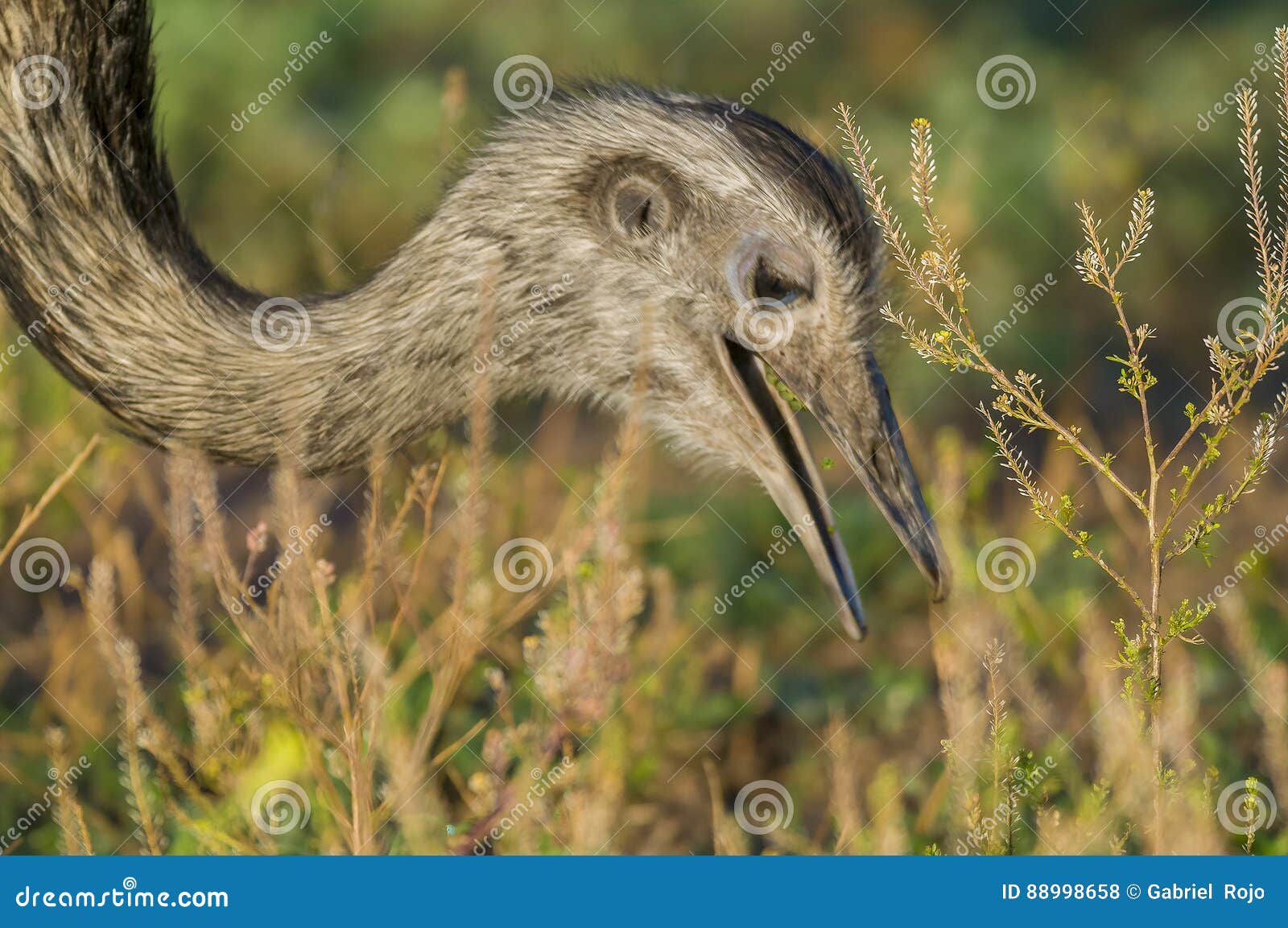 Un plus grand nandou, photo stock. Image du latin, greater - 88998658