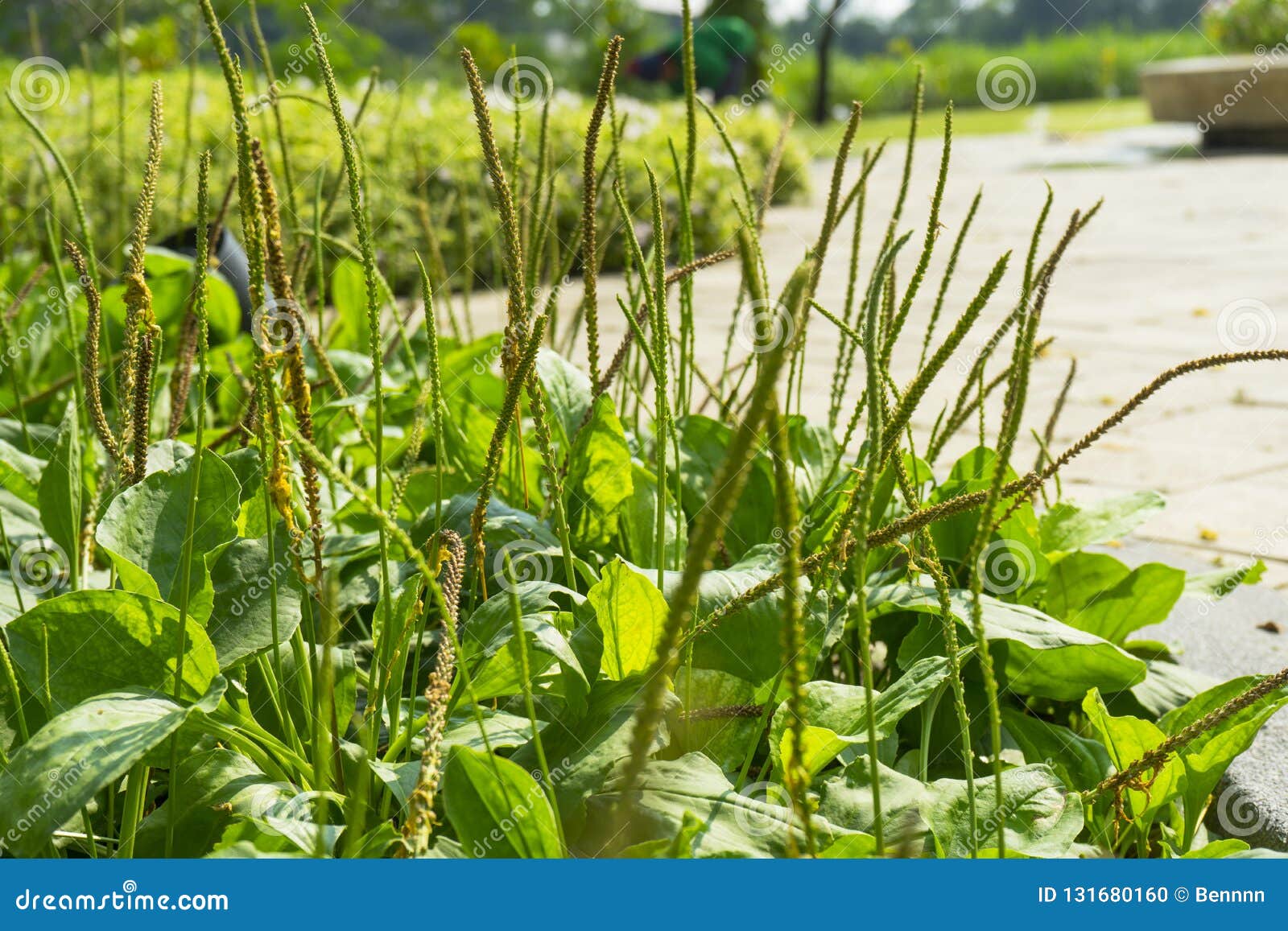 Un Plus Grand Plantain, Commandant L De Plantago De Waybread Arbre ...