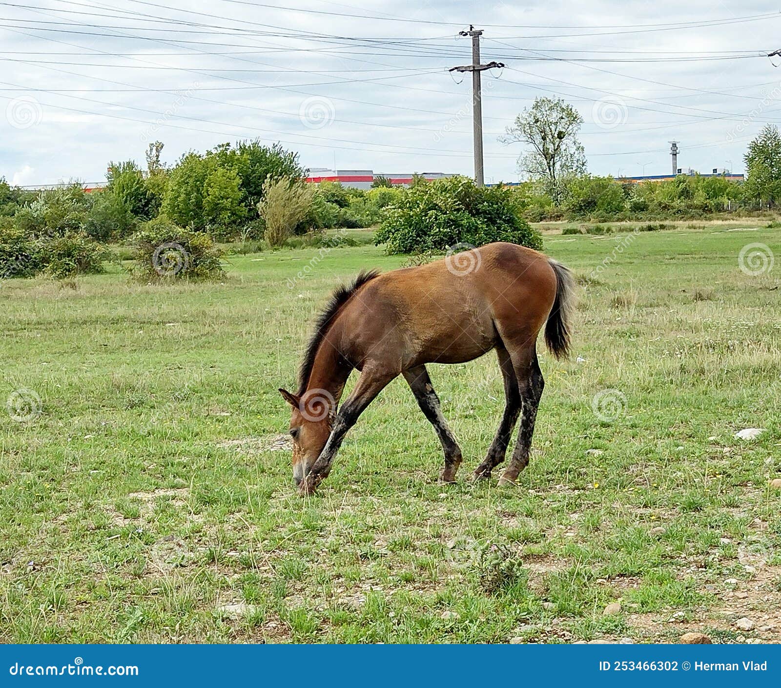Un poco de colt es pasto foto de archivo. Imagen de verano - 253466302