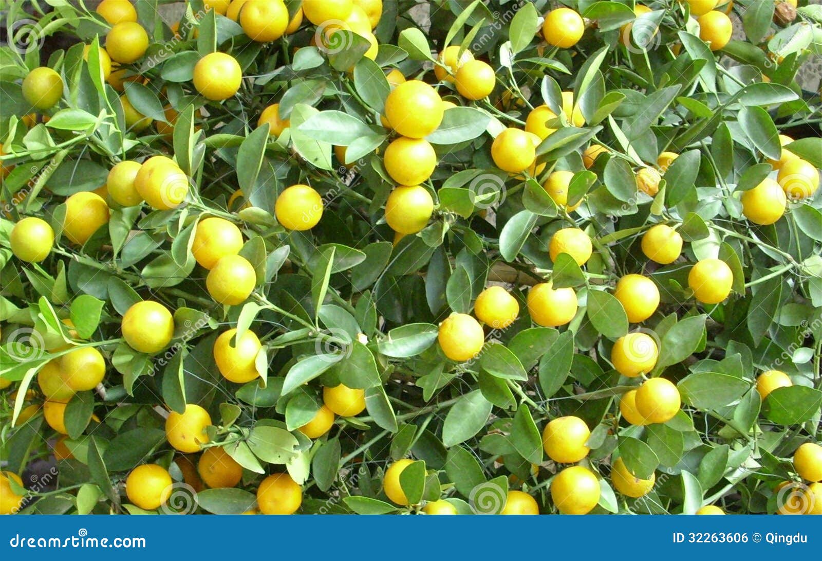 Un Poco De Pequeña Fruta Amarilla Foto de archivo - Imagen de bayas ...