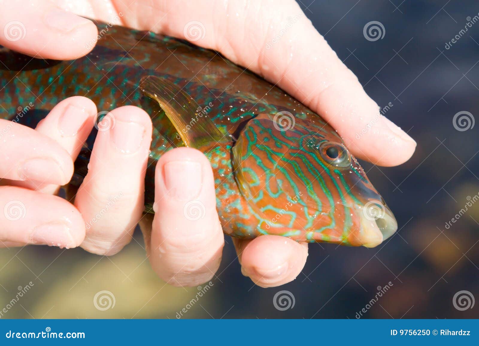 Un poisson dans les mains photo stock. Image du ailettes - 9756250