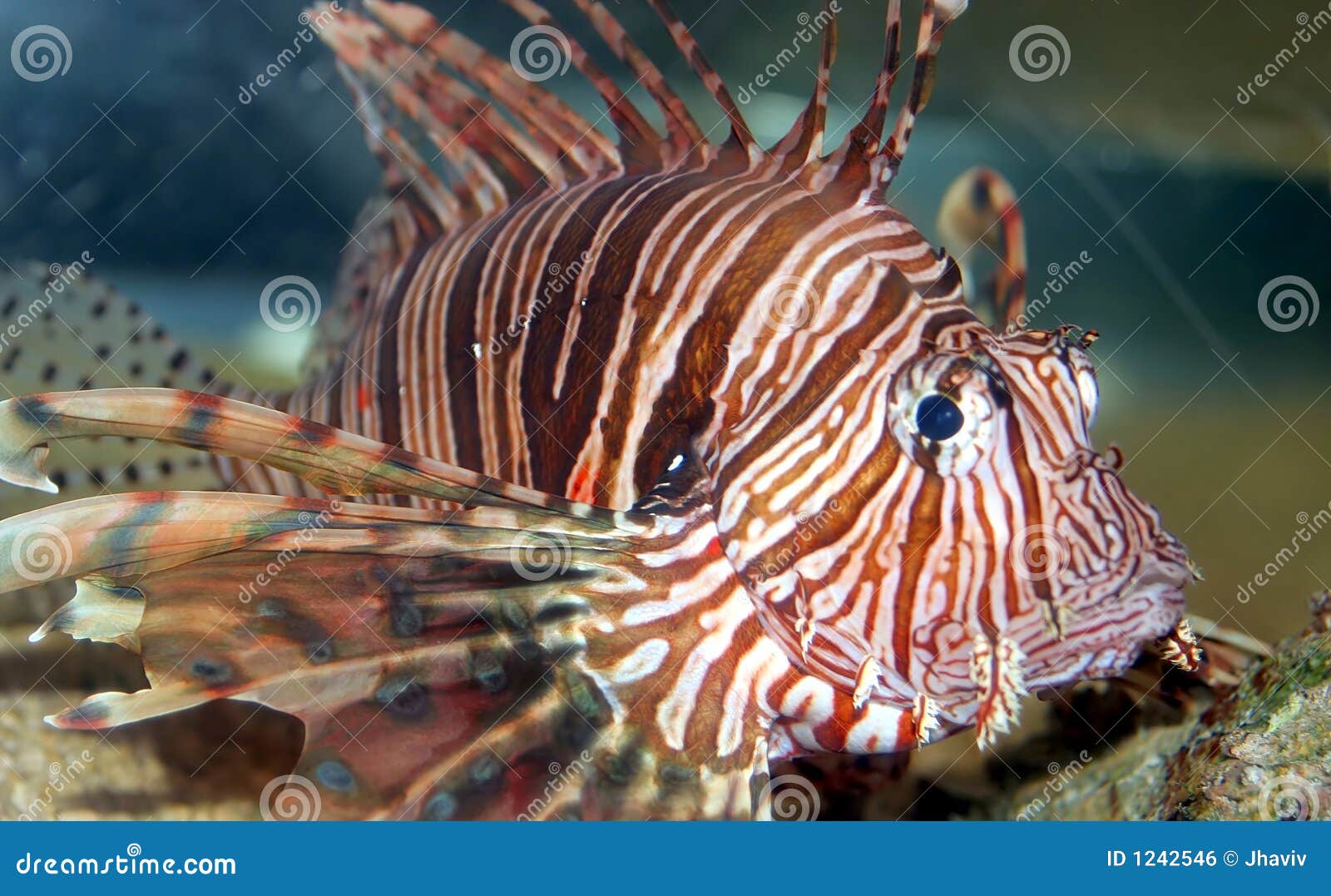 Un Poisson De Corail En Mer Rouge Photo stock - Image du marin, roche ...