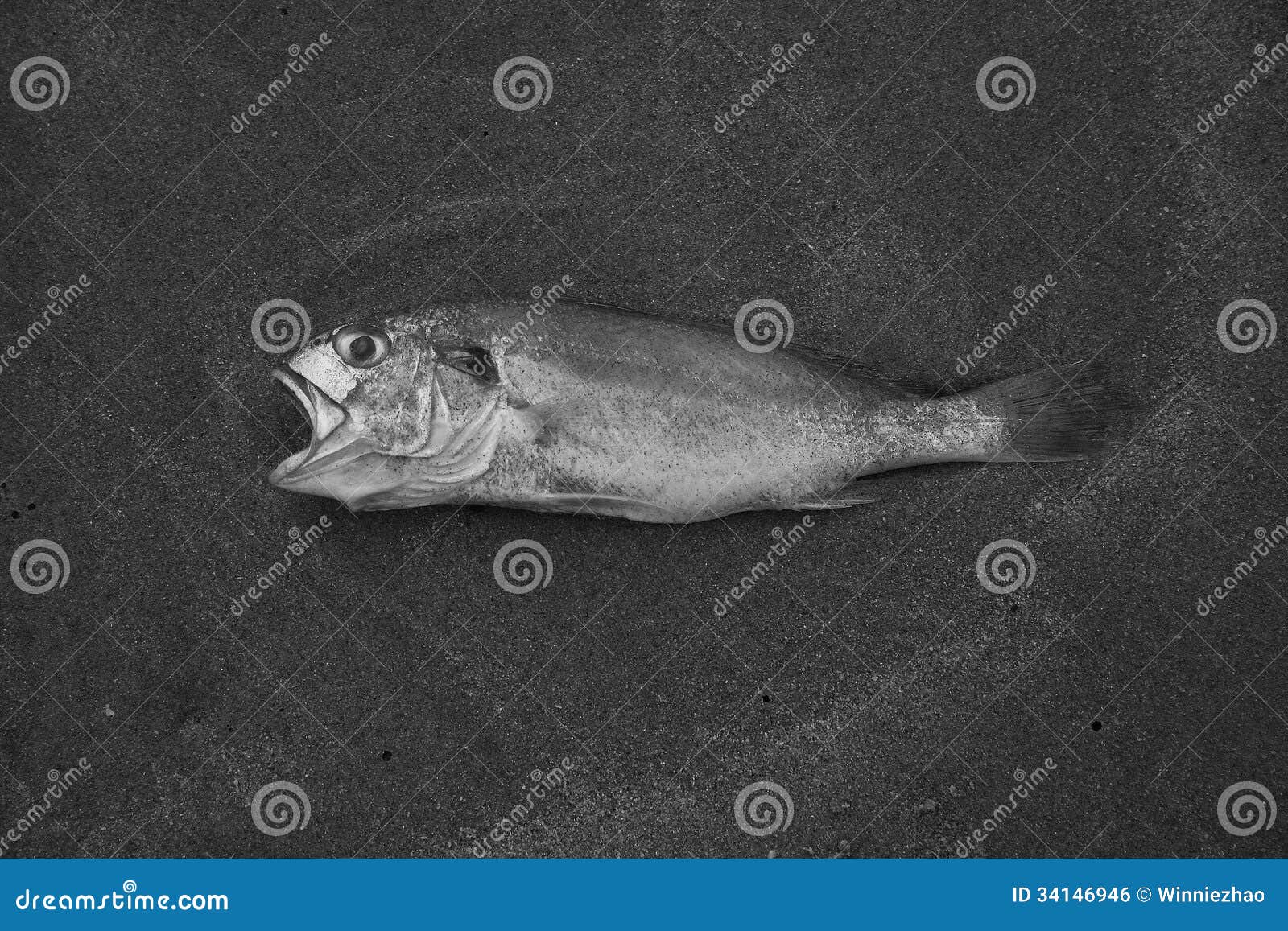 Un poisson mort photo stock. Image du noir, autour, sable - 34146946