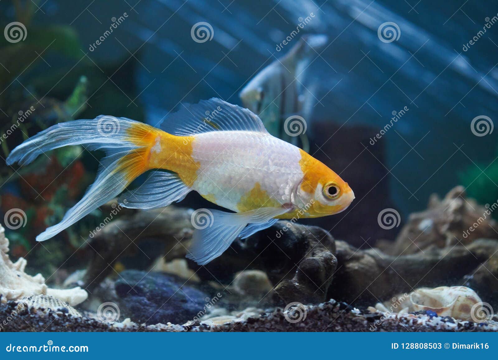 Un Poisson Rouge Dans L'eau Bleue D'aquarium Image stock - Image du ...