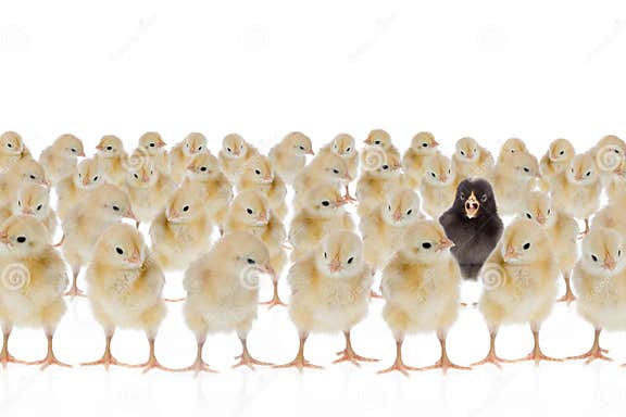 Un pollo único foto de archivo. Imagen de polluelo, atrevimiento - 2234172