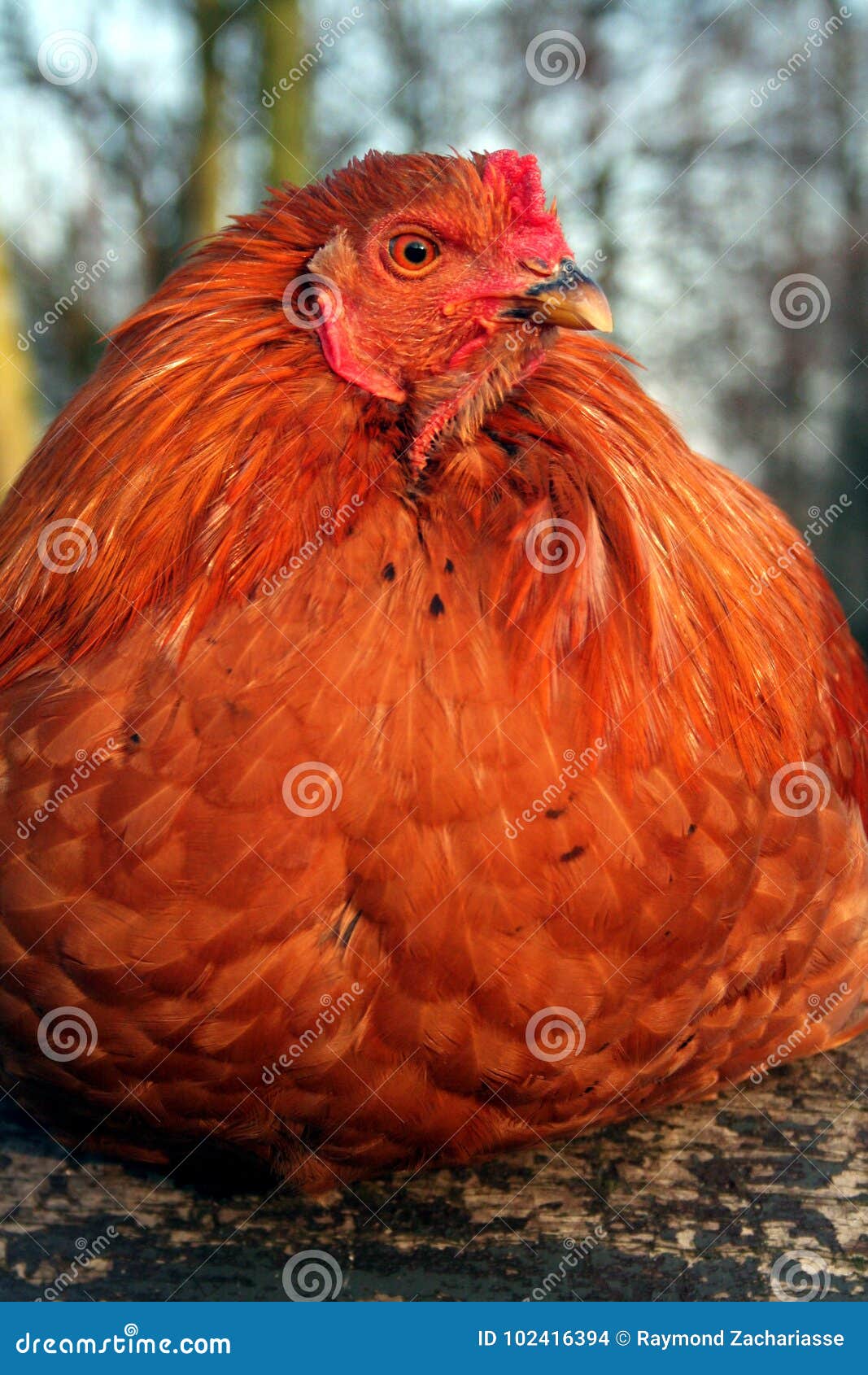 Un pollo fotografia stock. Immagine di agricoltura, podere - 102416394
