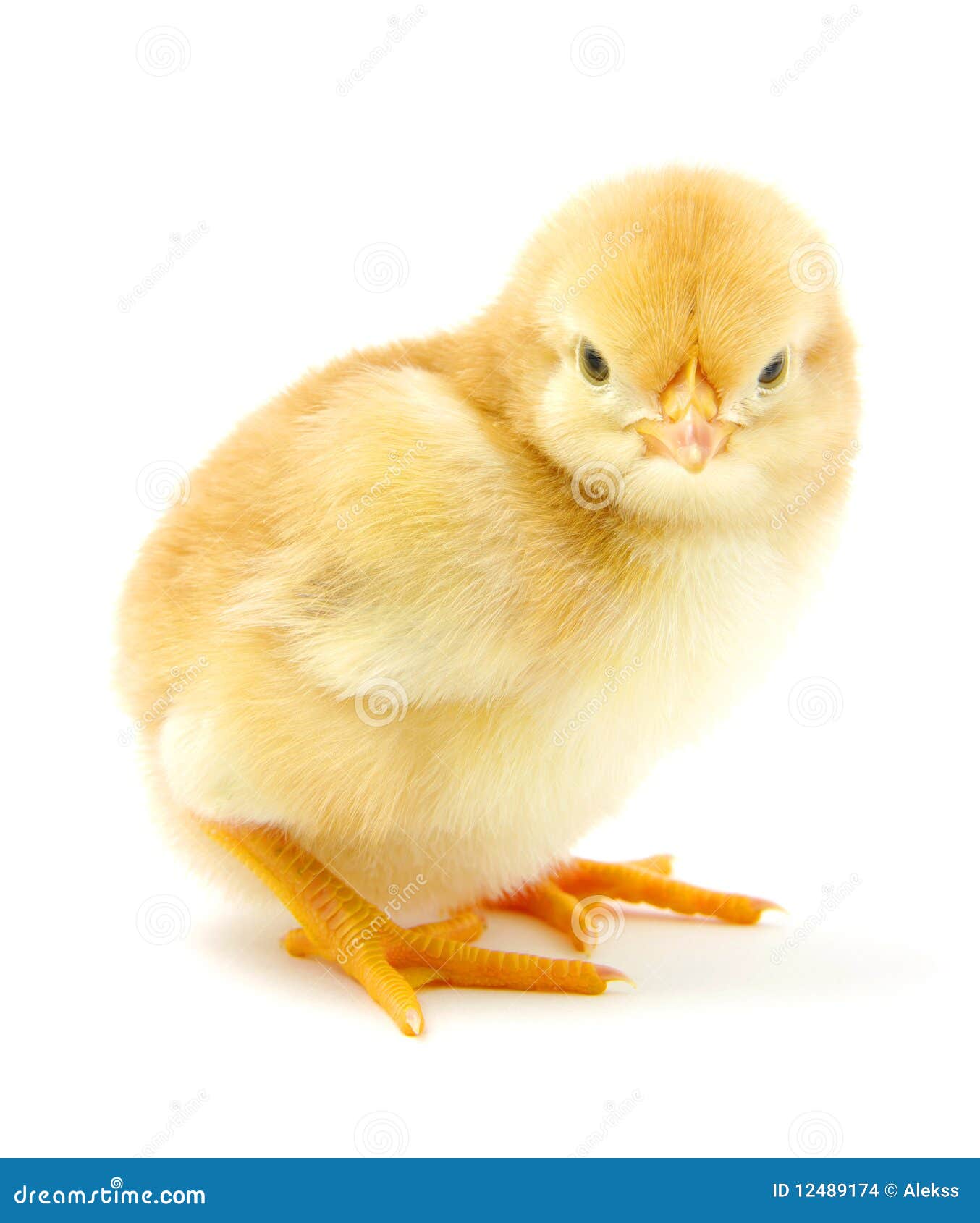 Un pollo foto de archivo. Imagen de animal, gallina, pelusa - 12489174