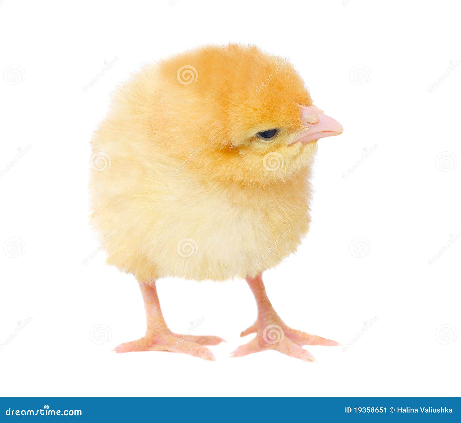 Un pollo amarillo imagen de archivo. Imagen de divertido - 19358651