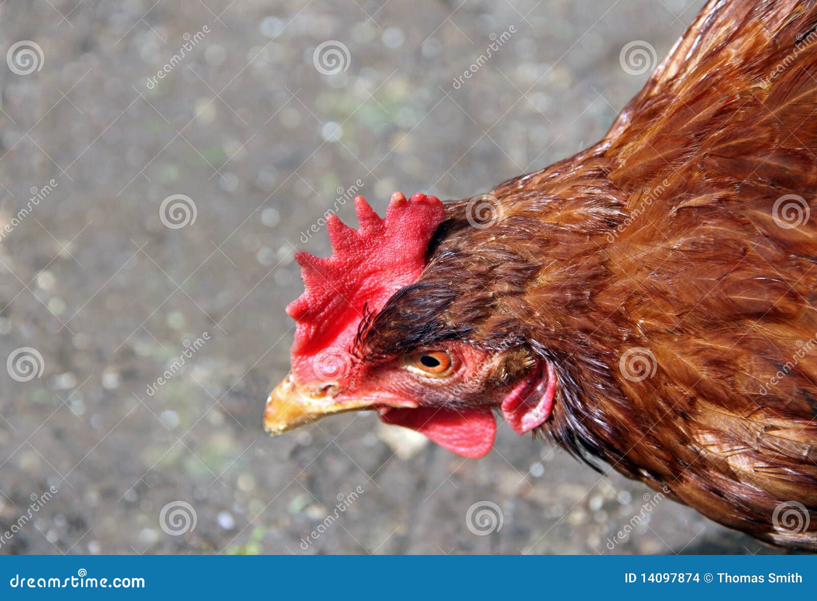 Un pollo de la gallina foto de archivo. Imagen de atormentar - 14097874