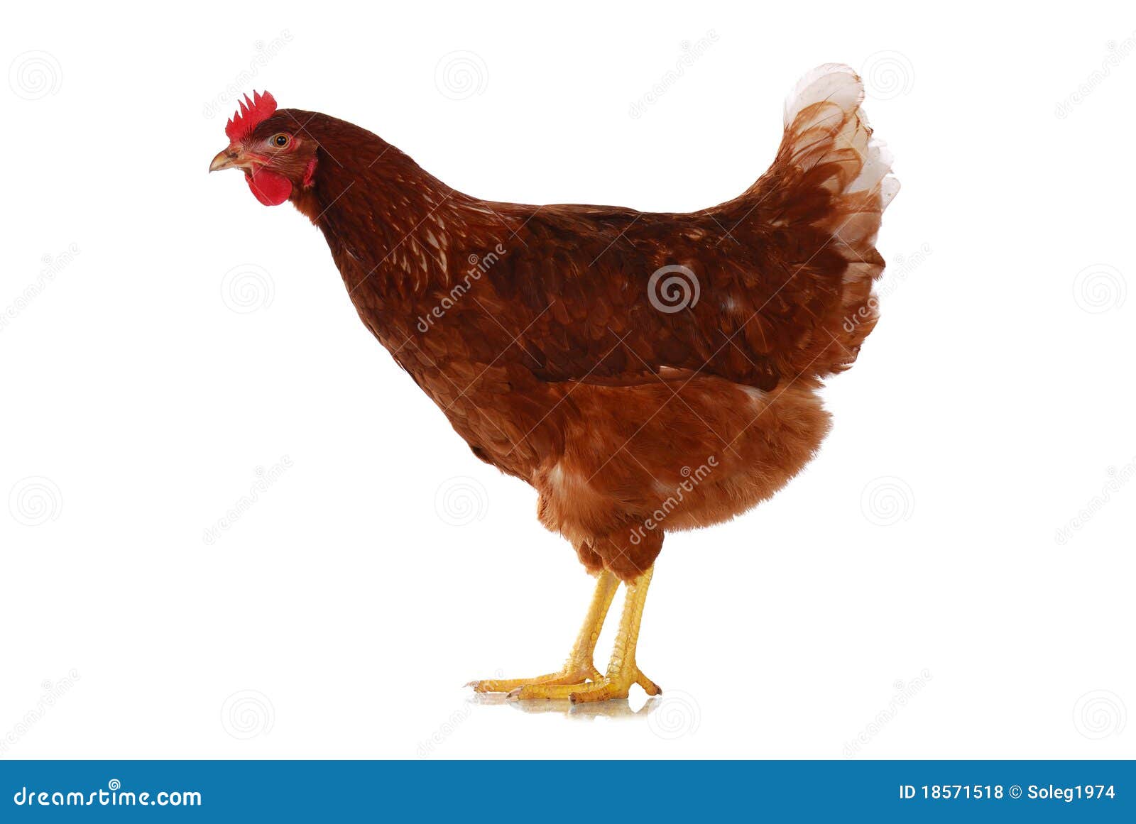 Un Pollo Vivo Integral En Blanco Foto de archivo - Imagen de cierre ...