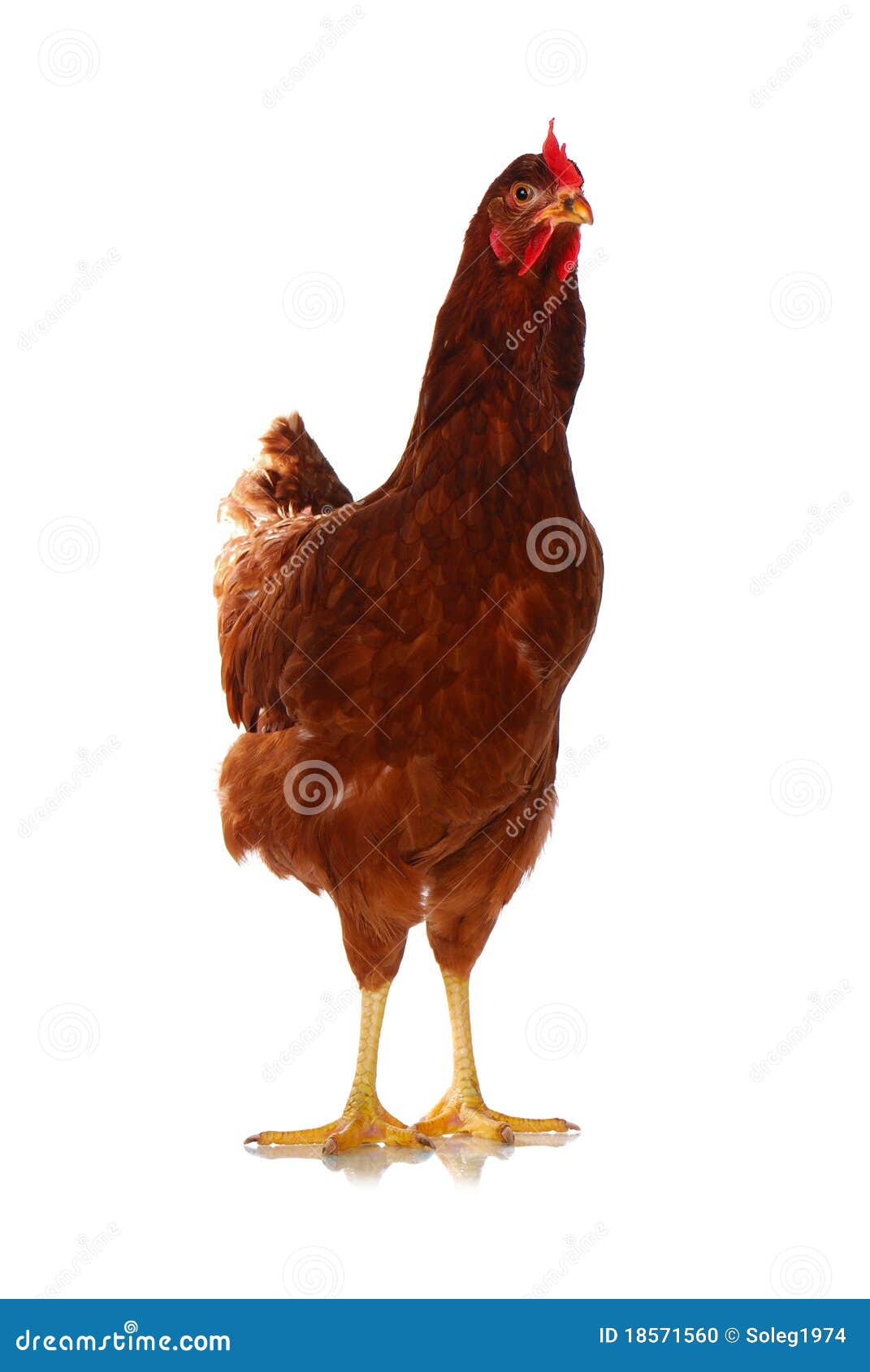 Un Pollo Vivo Integral En Blanco Foto de archivo - Imagen de modelo ...