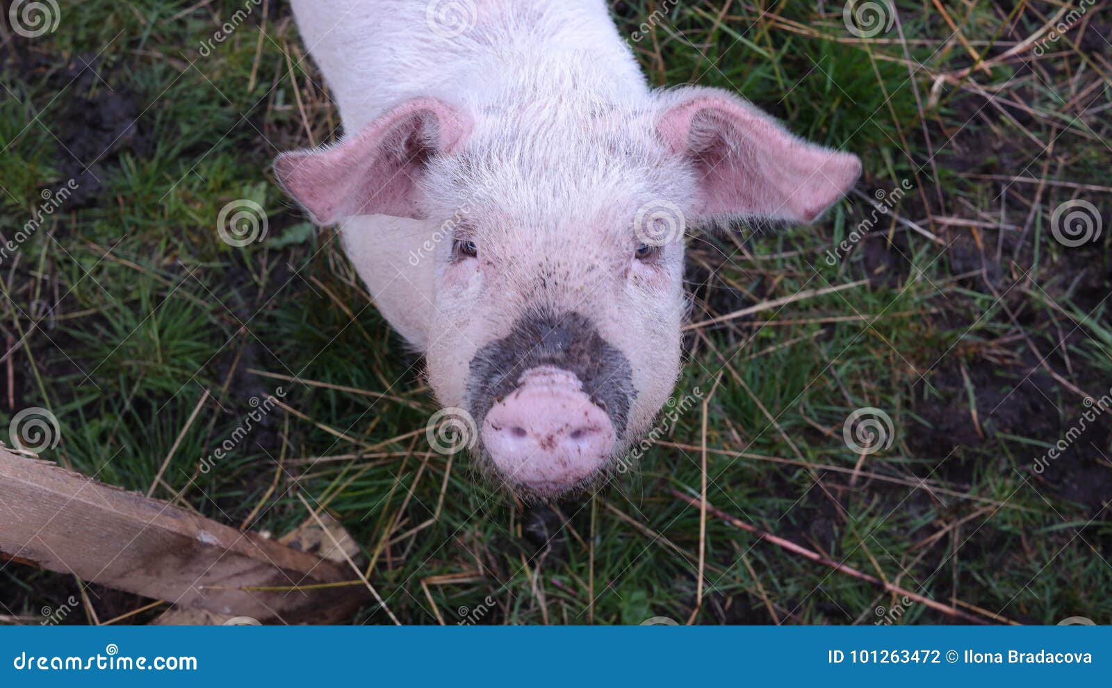 Un porcin photo stock. Image du truie, animal, museau - 101263472