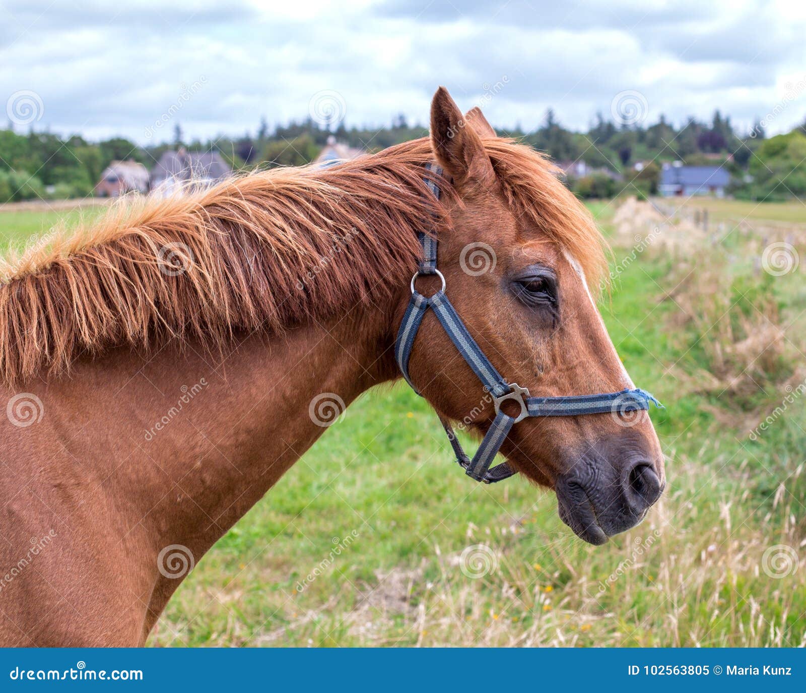 Un Portrait D'un Cheval De Baie Image stock - Image du mammifère ...