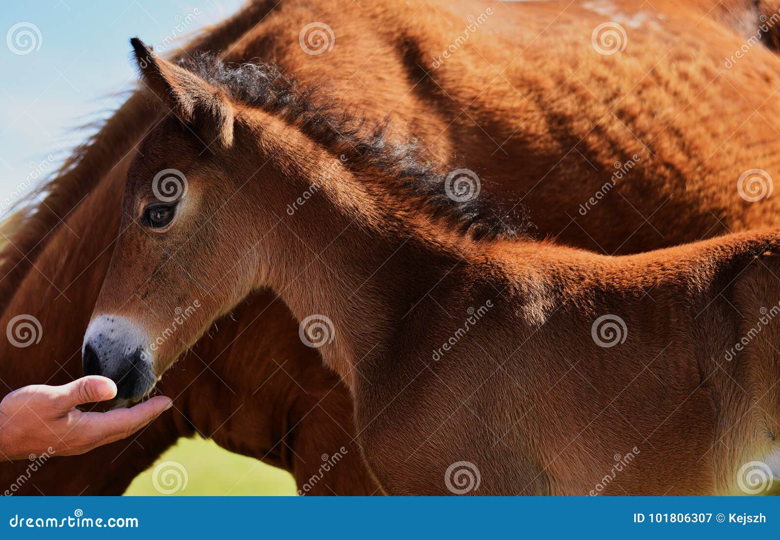 Potro Fotos De Stock - Descarga 80,169 Fotos Libres de Derechos