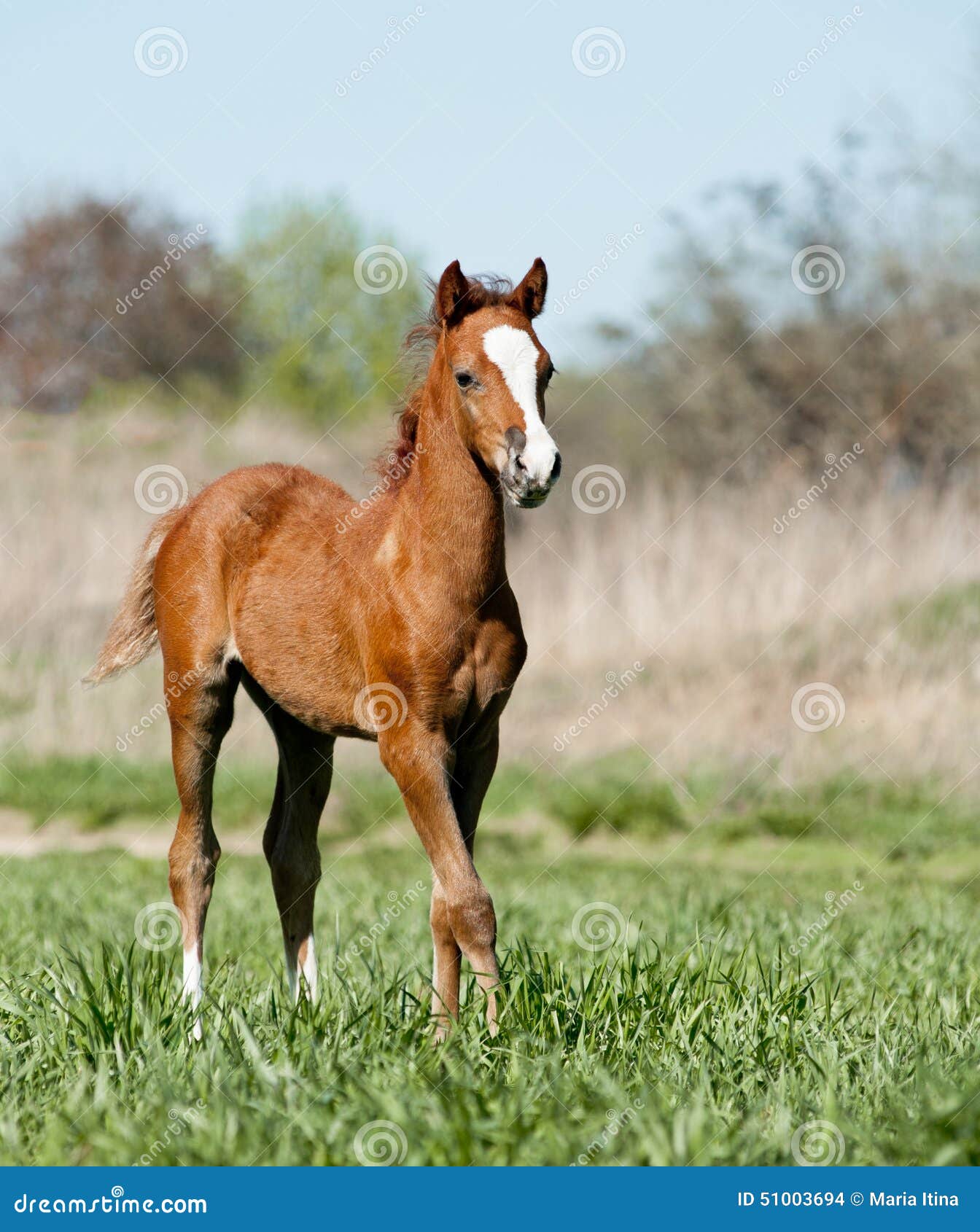 Un potro bonito foto de archivo. Imagen de doméstico - 51003694