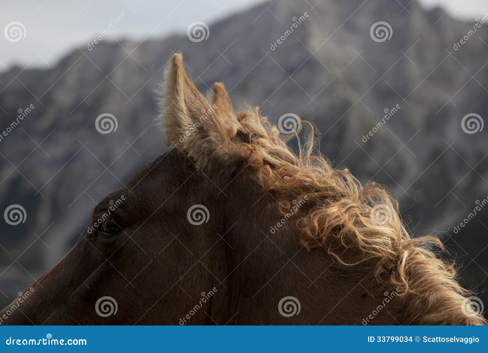 Un Potro Con La Melena De Rizos De Oro Foto de archivo - Imagen de ...