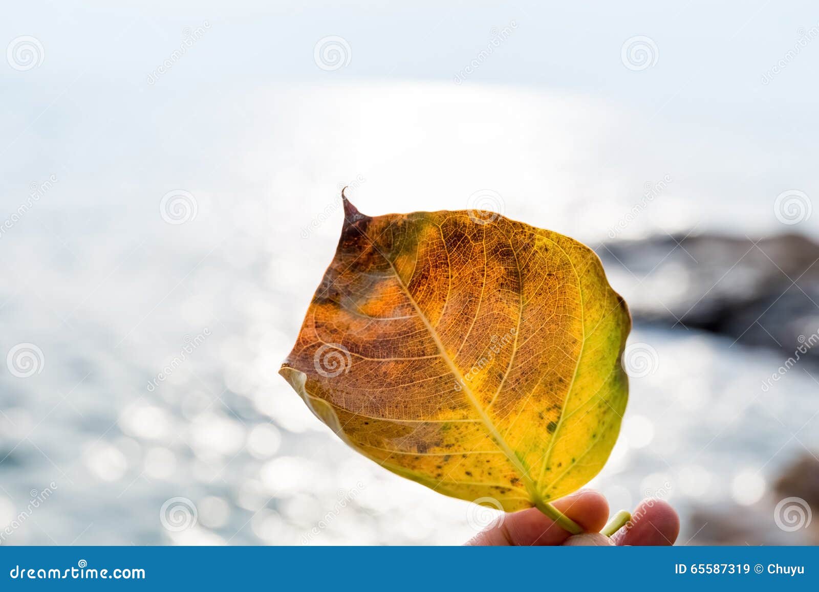 Un Primer De La Hoja Con El Mar Imagen de archivo - Imagen de sunlight ... Un Primer De La Hoja Con El Mar Imagen de archivo - Imagen de sunlight ...