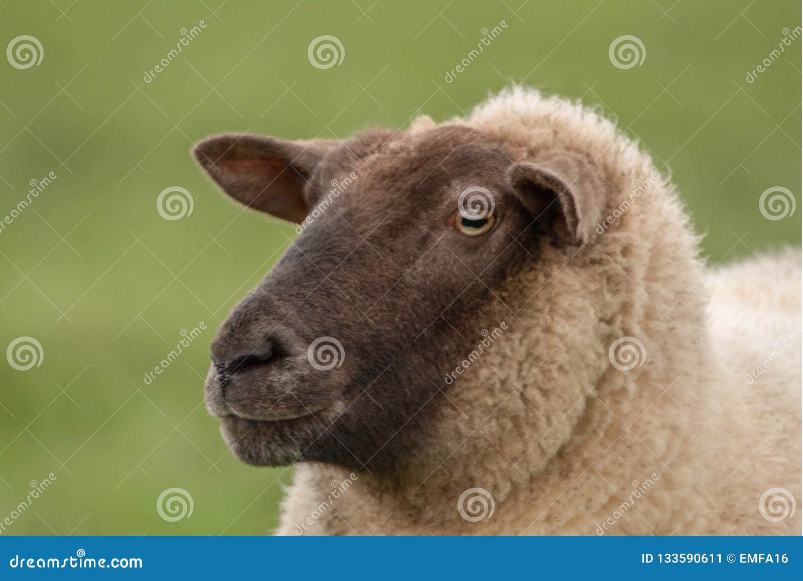Un Profilo Di Una Pecora Su Verde Immagine Stock - Immagine di capelli ...